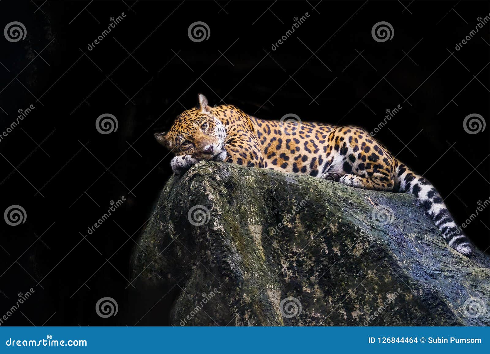 Leopard Lying on Rock Against a Black Background. Stock Photo - Image ...