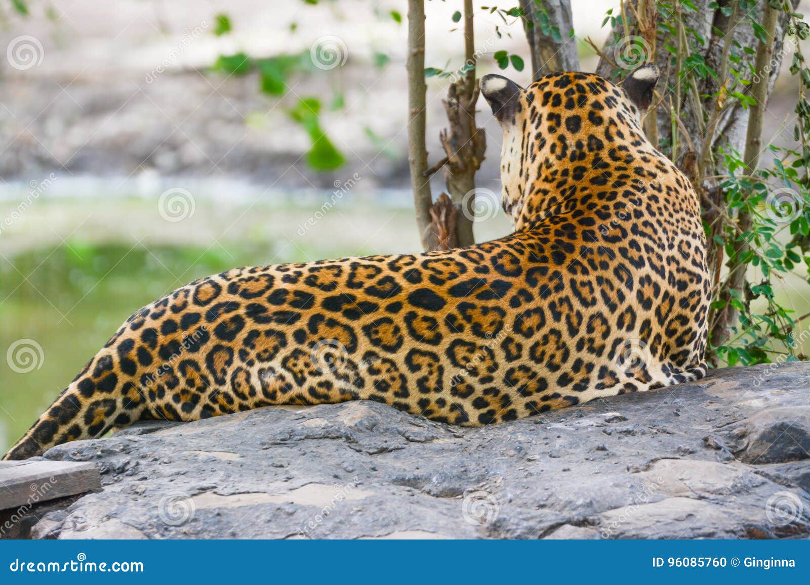 Leopard lying on rock stock photo. Image of print, animals - 96085760