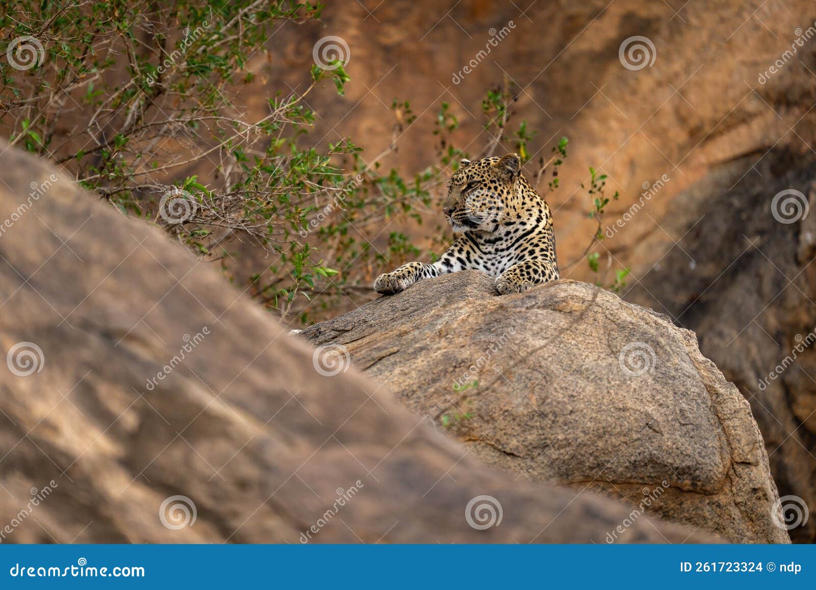 Leopard Lying on Rock by Leafy Bush Stock Photo - Image of travel ...