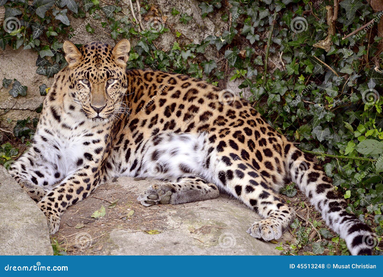 Leopard lying on rock stock photo. Image of looking, green - 45513248