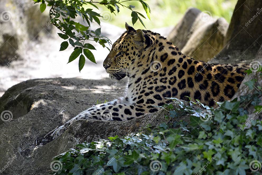 Leopard lying on rock stock photo. Image of felid, spotted - 89053354