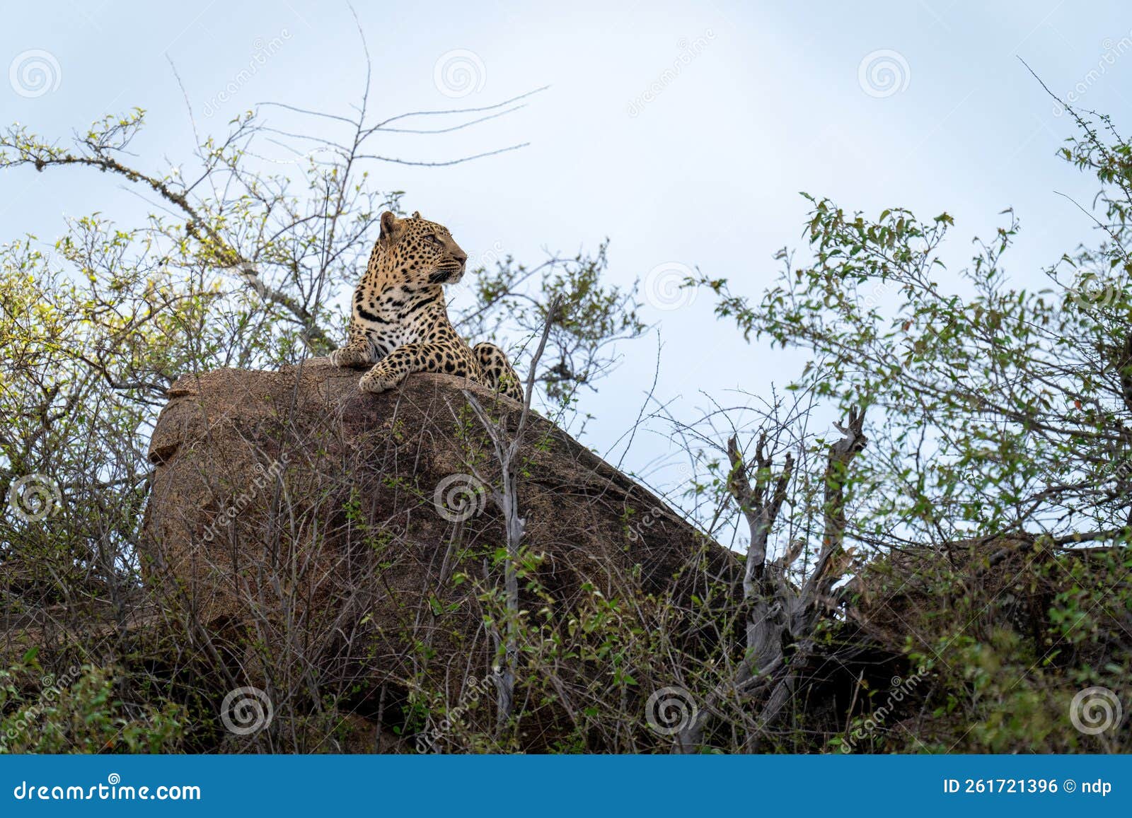Leopard Lying on Rock Surrounded by Bushes Stock Photo - Image of game ...