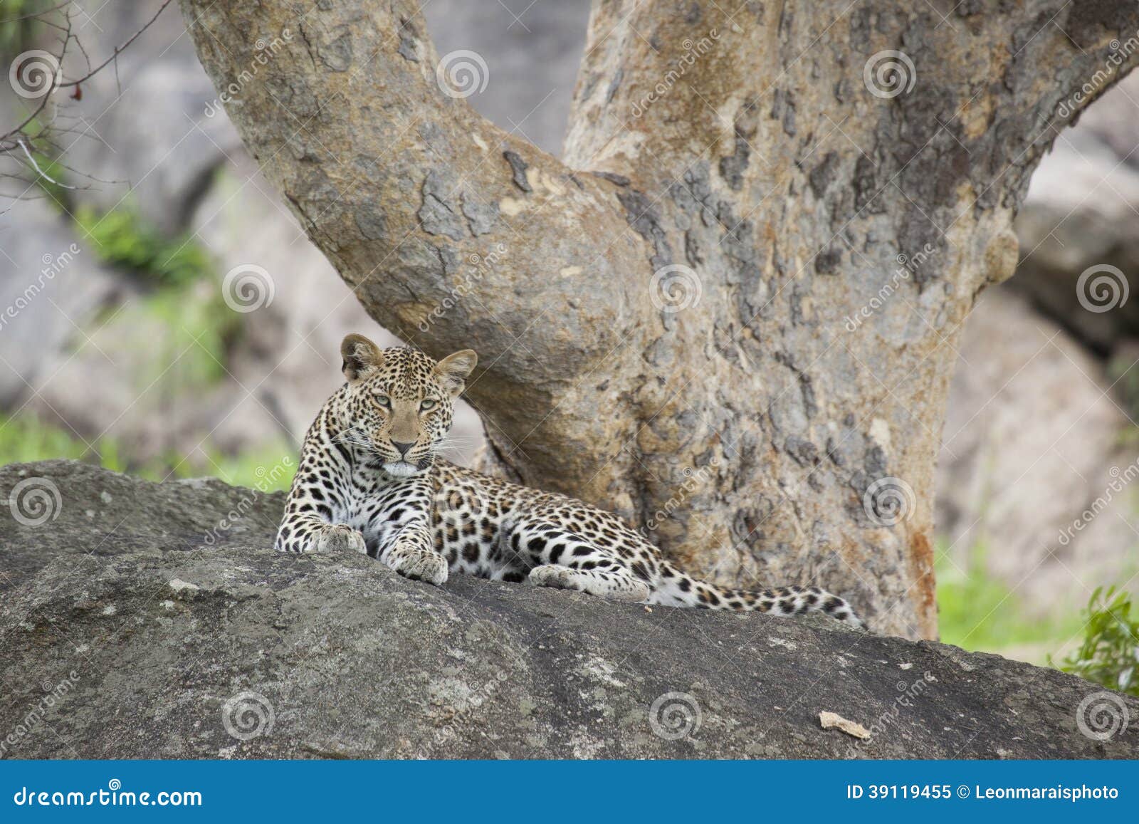 Leopard. stock image. Image of animal, nature, predator - 39119455