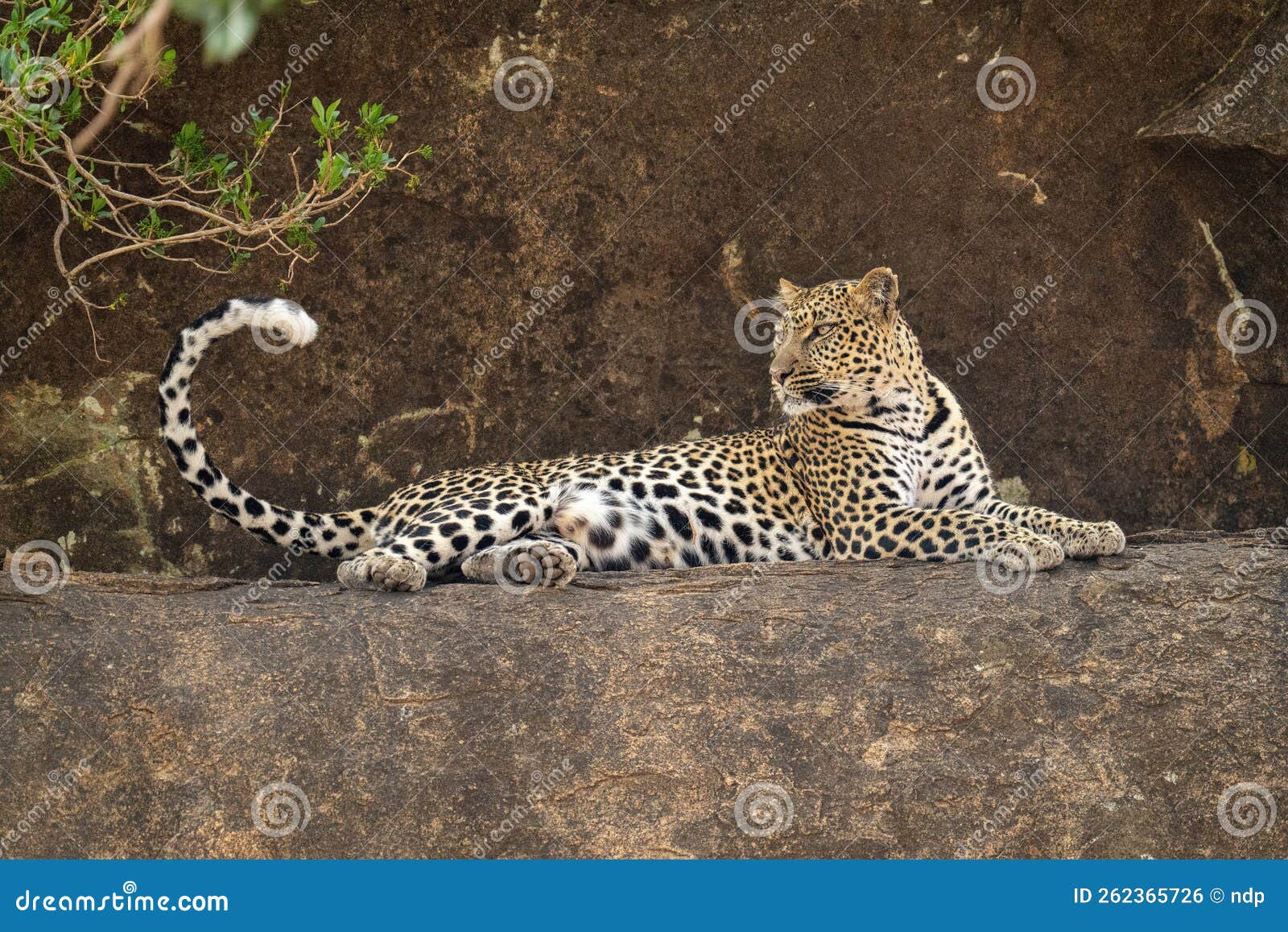 Leopard Lying on Rocky Ledge Looking Back Stock Photo - Image of animal ...