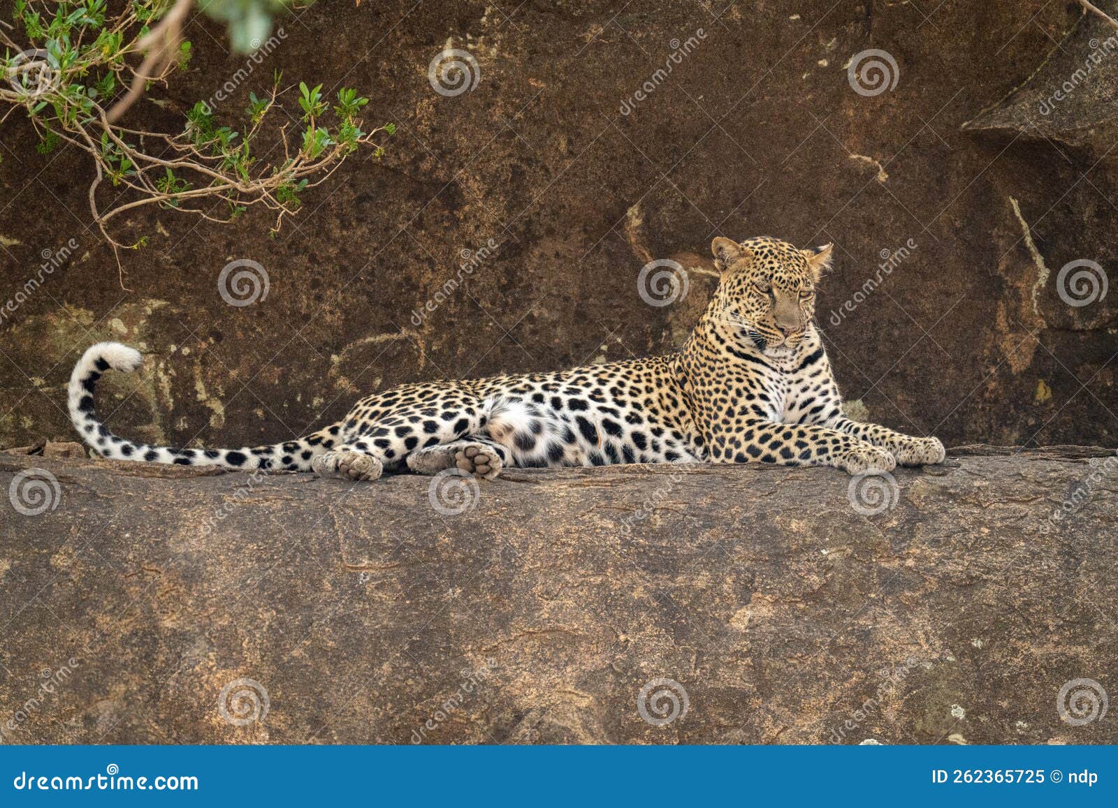 Leopard Lying on Rocky Ledge Looking Down Stock Image - Image of ...