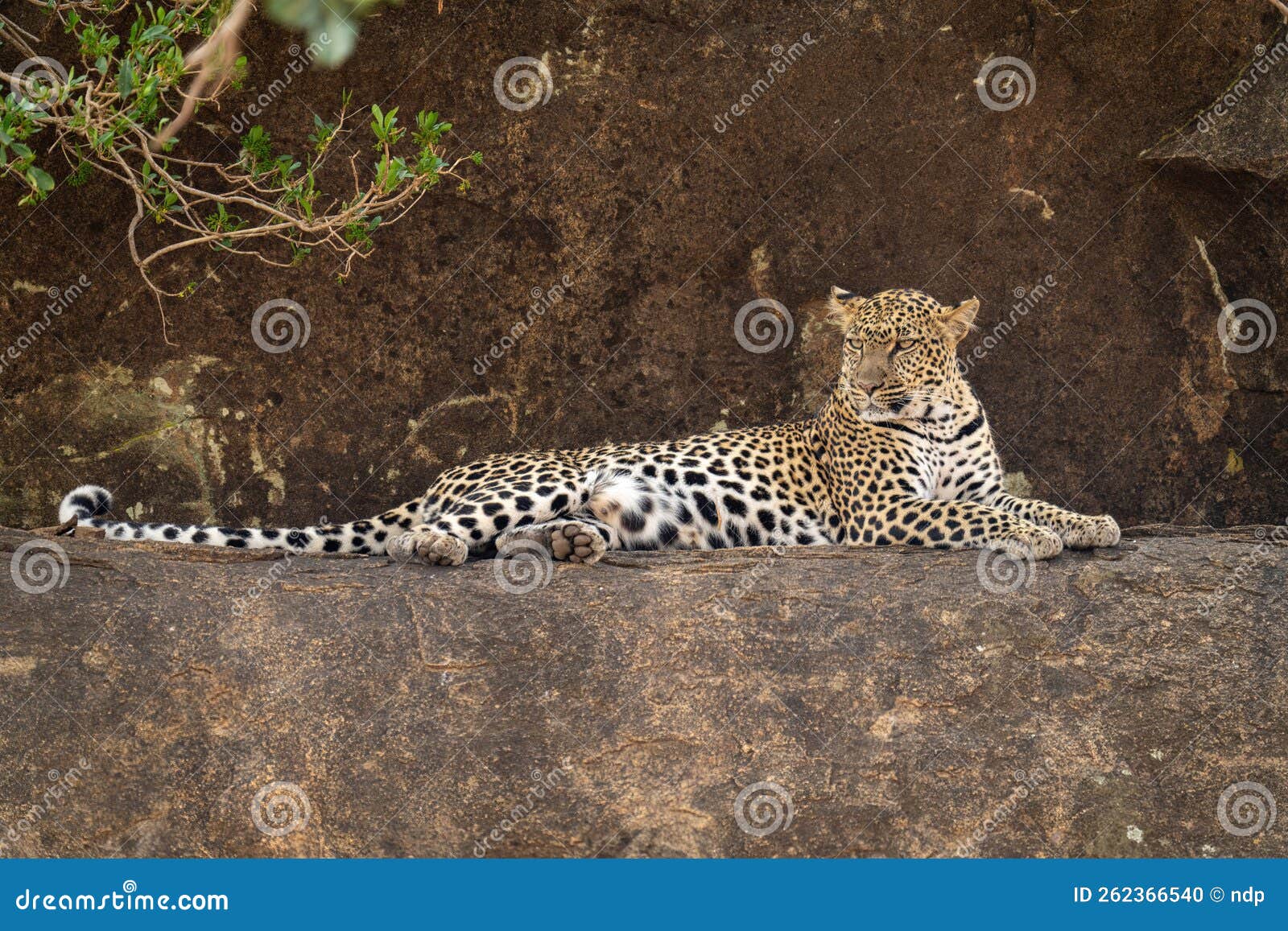 Leopard Lying on Rocky Ledge Turning Head Stock Photo - Image of ...