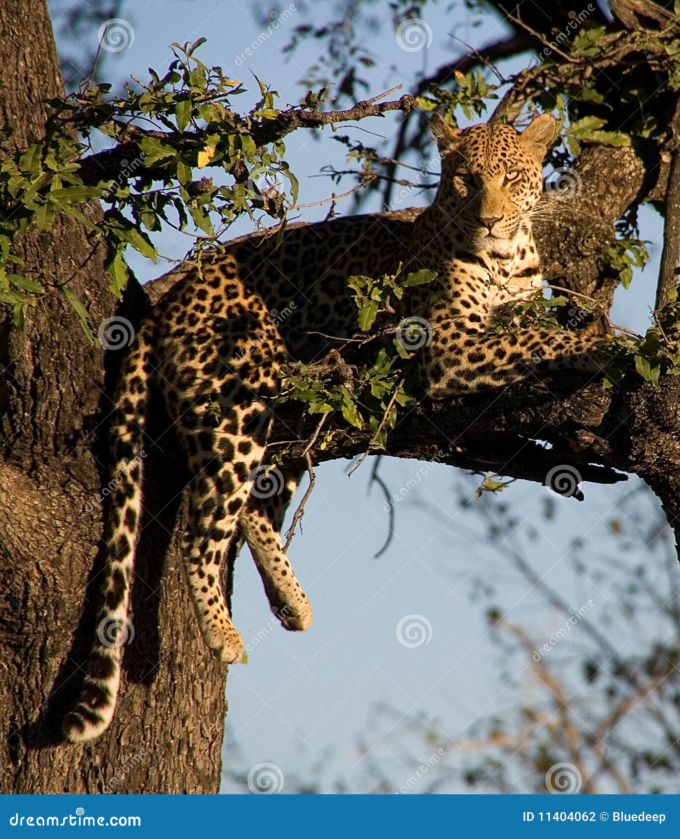 Leopard lying on a tree stock photo. Image of botswana - 11404062