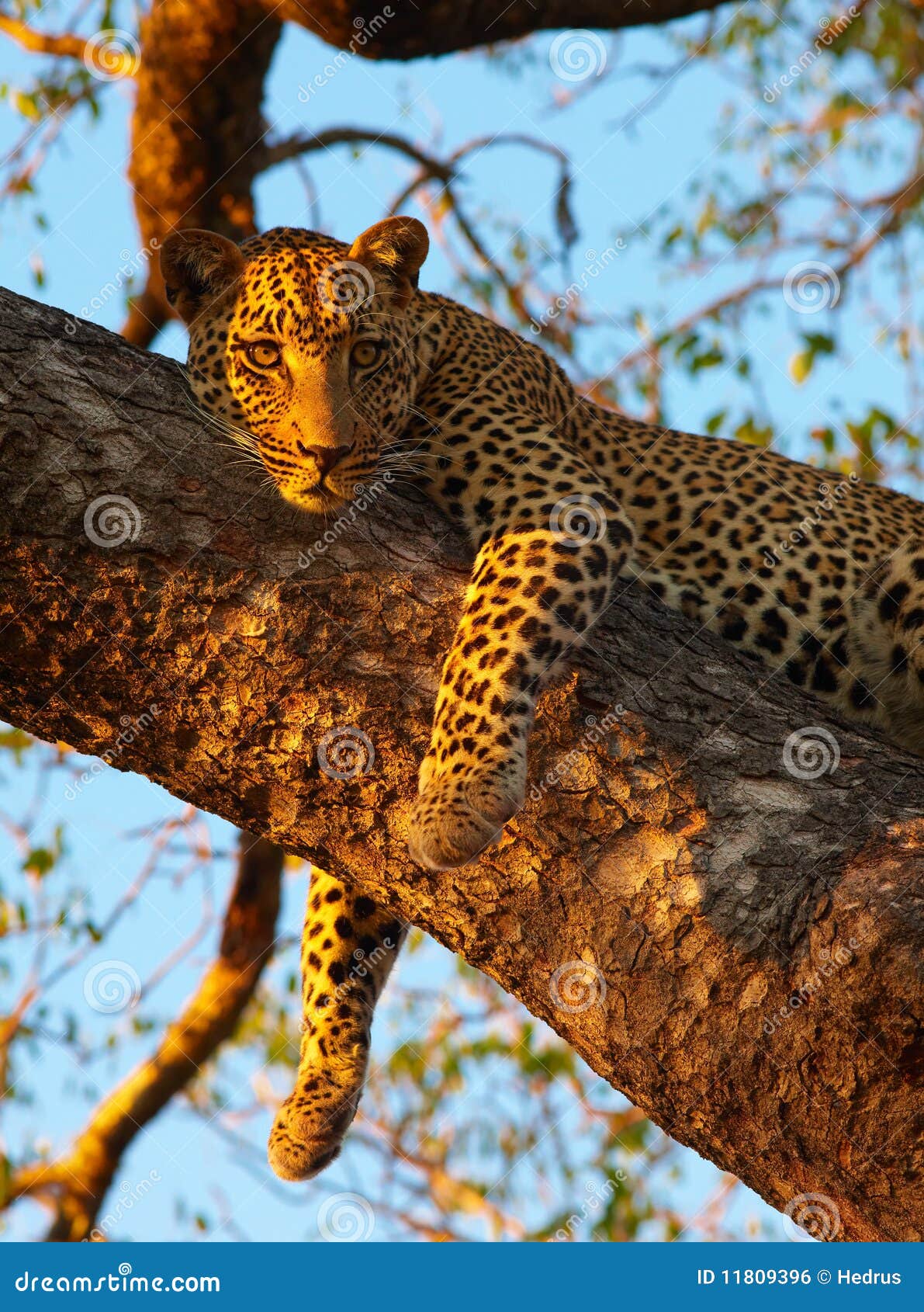 Leopard lying on the tree stock photo. Image of dangerous - 11809396
