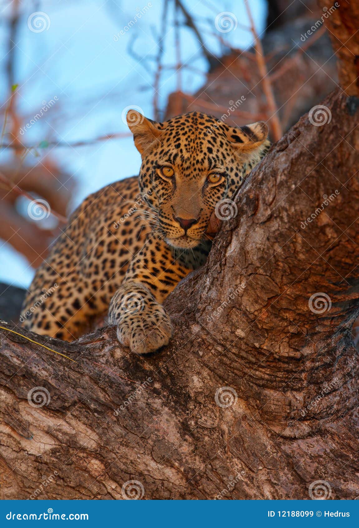 Leopard lying on the tree stock image. Image of spotted - 12188099