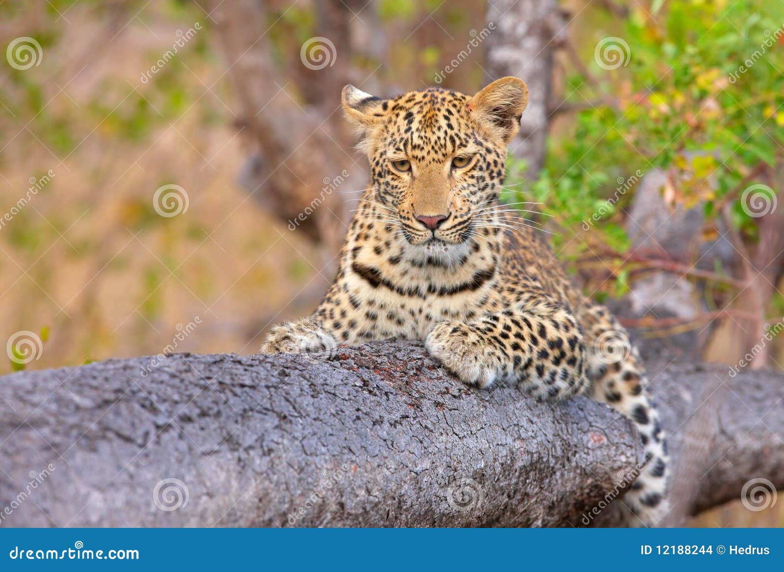 Leopard lying on the tree stock photo. Image of nature - 12188244