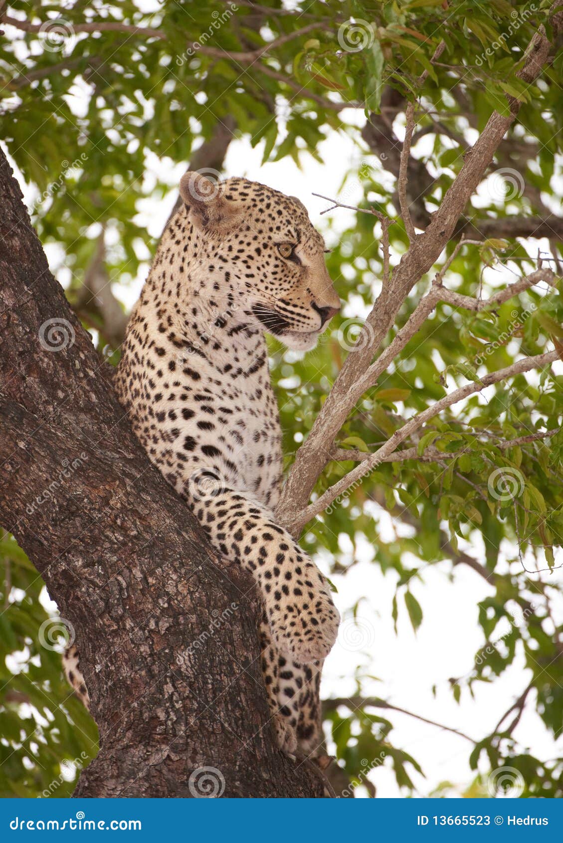 Leopard lying on the tree stock image. Image of safari - 13665523
