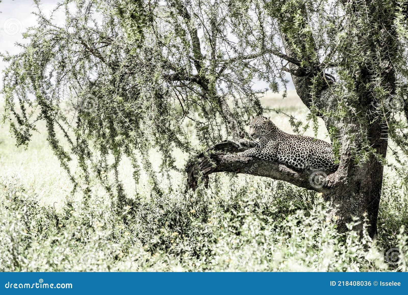 Leopard Lying on a Tree Branch Stock Photo - Image of mammal, feline ...