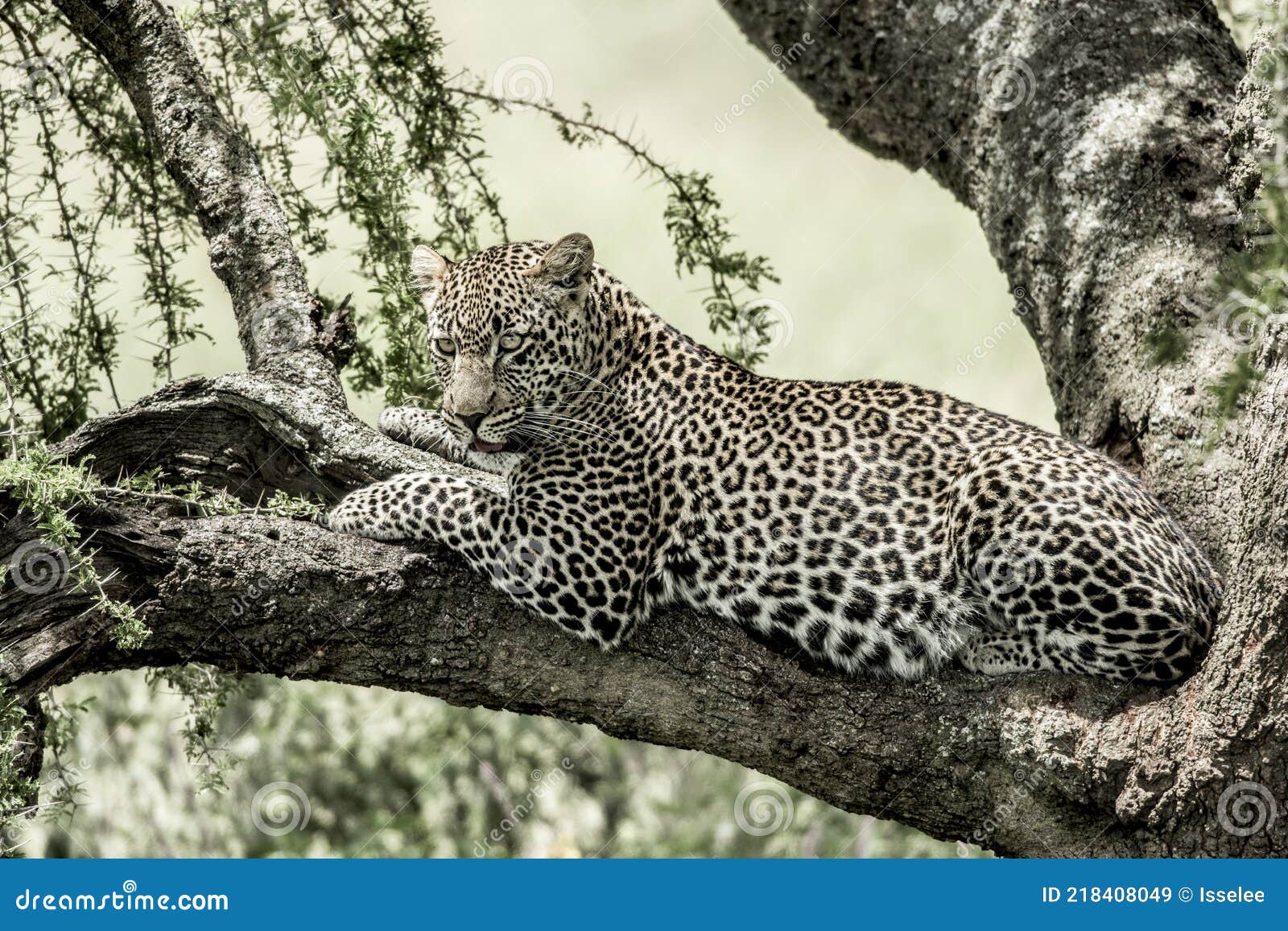 Leopard Lying on a Tree Branch Stock Image - Image of resting, brown ...