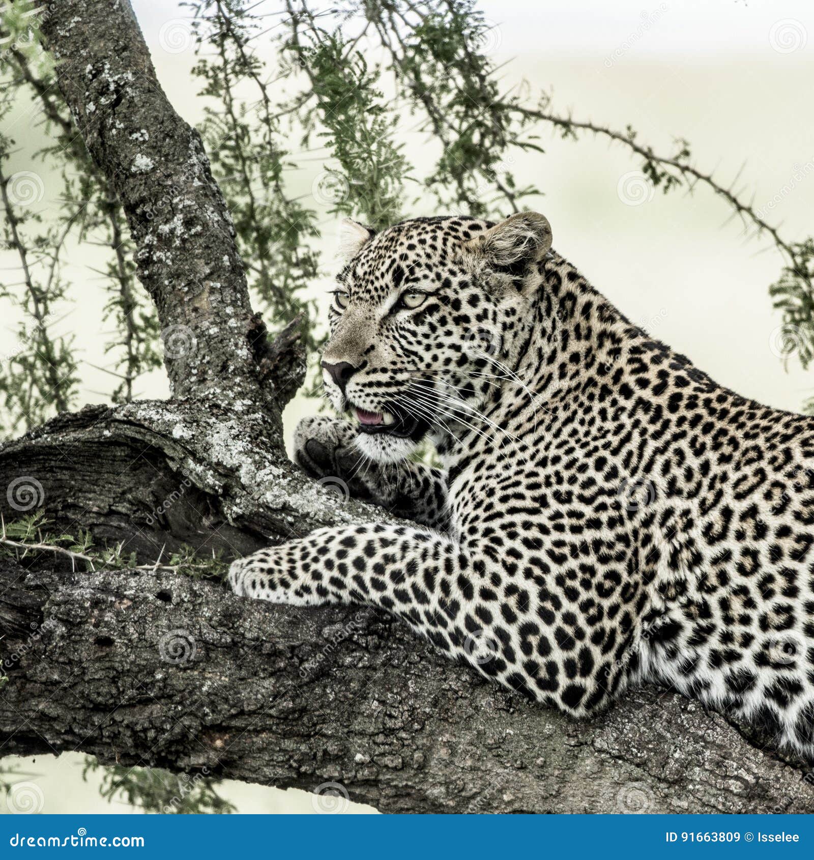 Leopard Lying on a Tree Branch in Serengeti Stock Image - Image of away ...