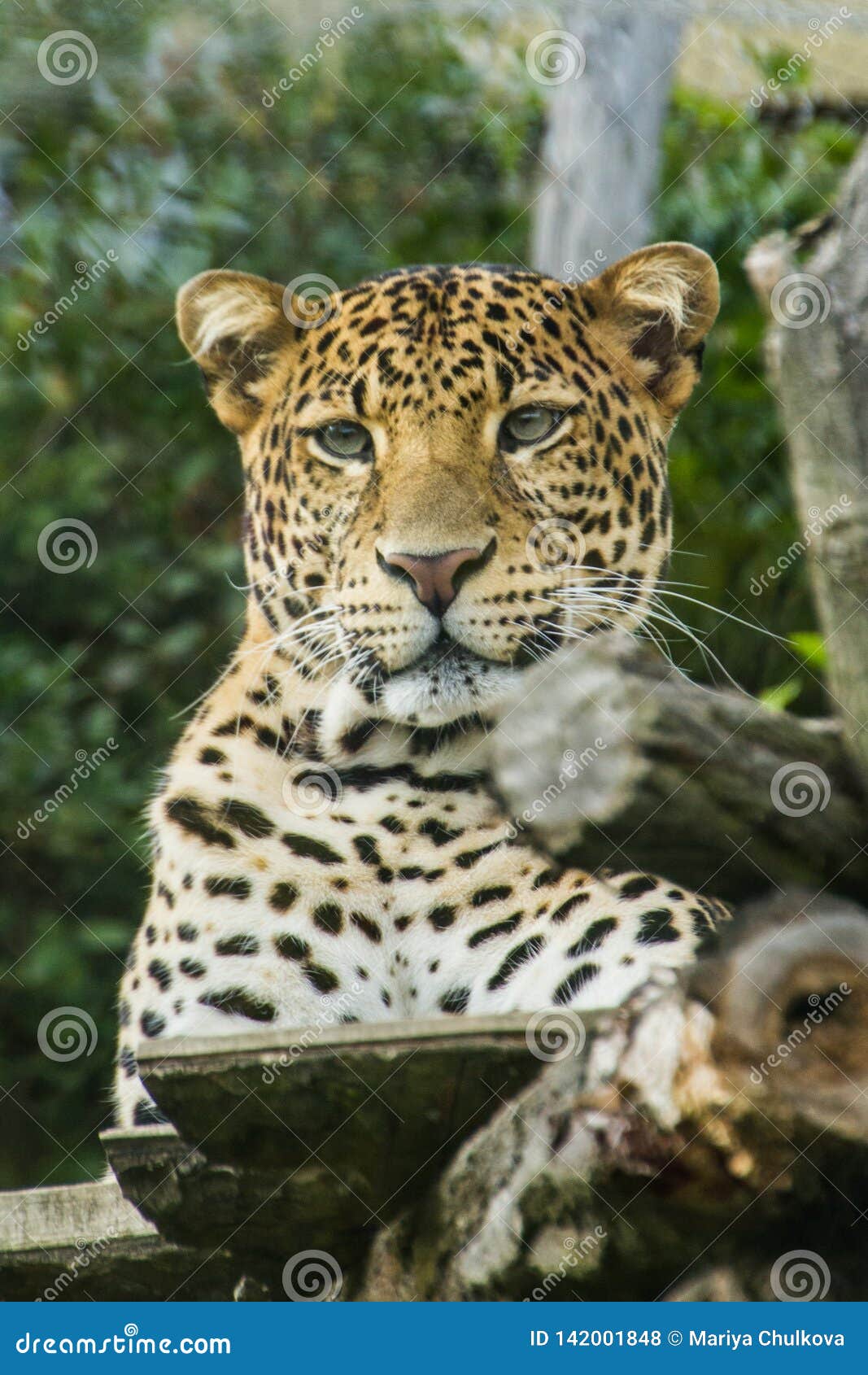 Leopard lying on a tree stock photo. Image of national - 142001848