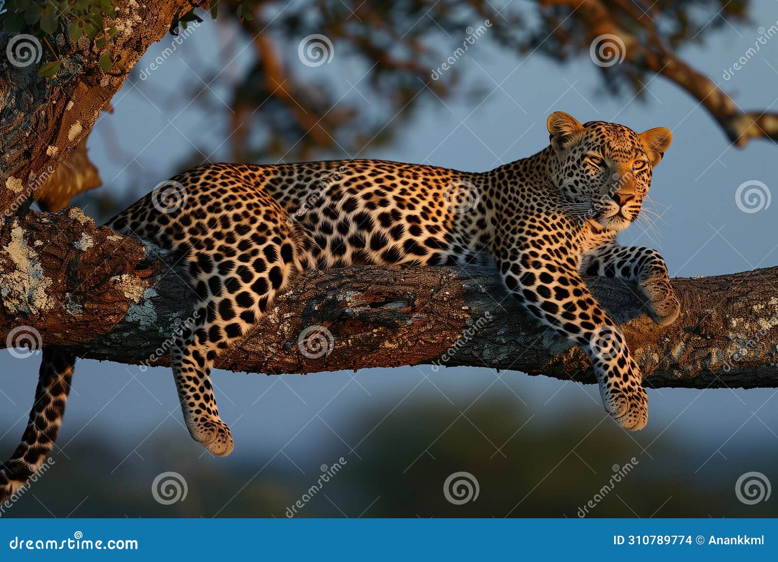 Leopard is Lying on Tree .Generative AI Stock Illustration ...