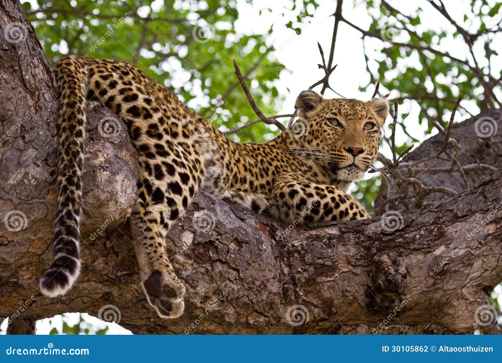 Leopard Cub Lying On A Tree Branch In Kruger Park Stock Photography ...