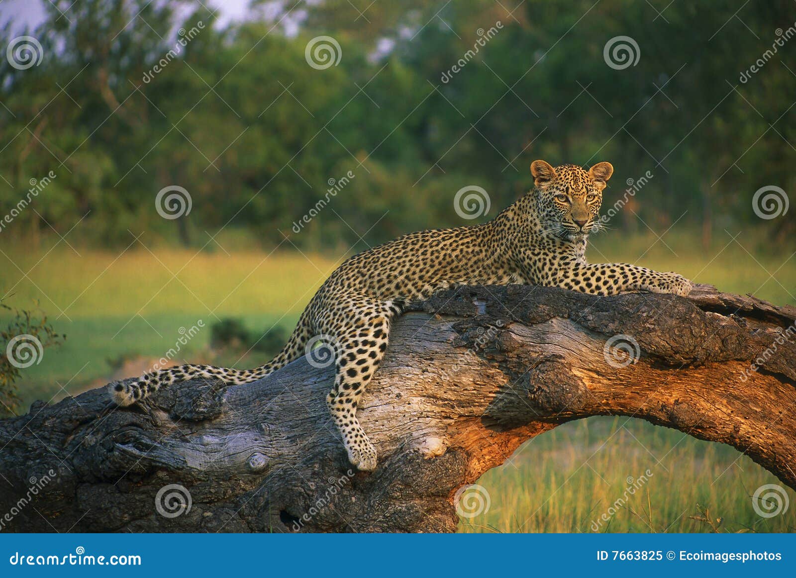 Leopard Lying on Tree Stump Stock Image - Image of safari, stump: 7663825