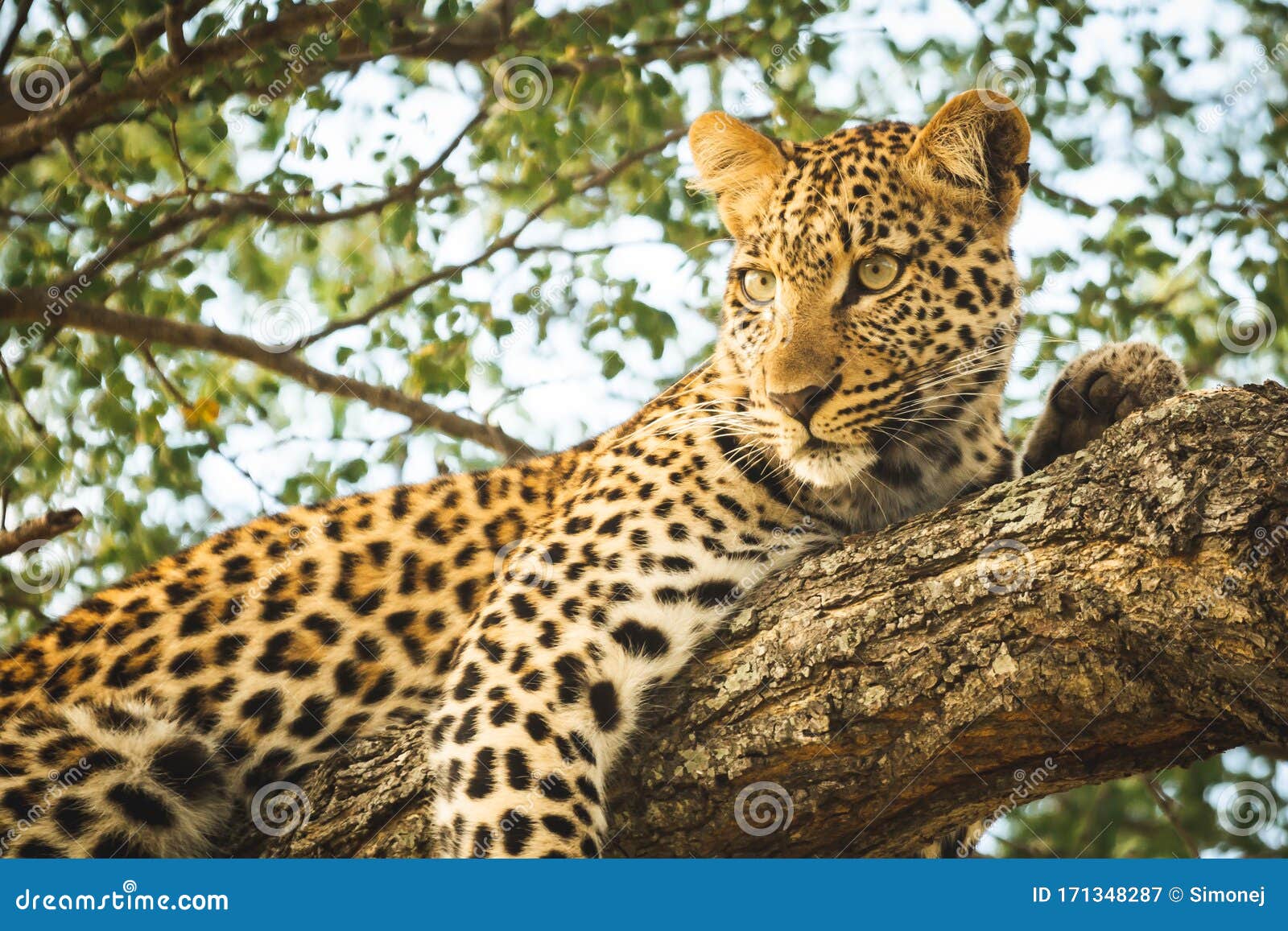 Leopard Cub Lying On A Tree Branch In Kruger Park Stock Photography ...