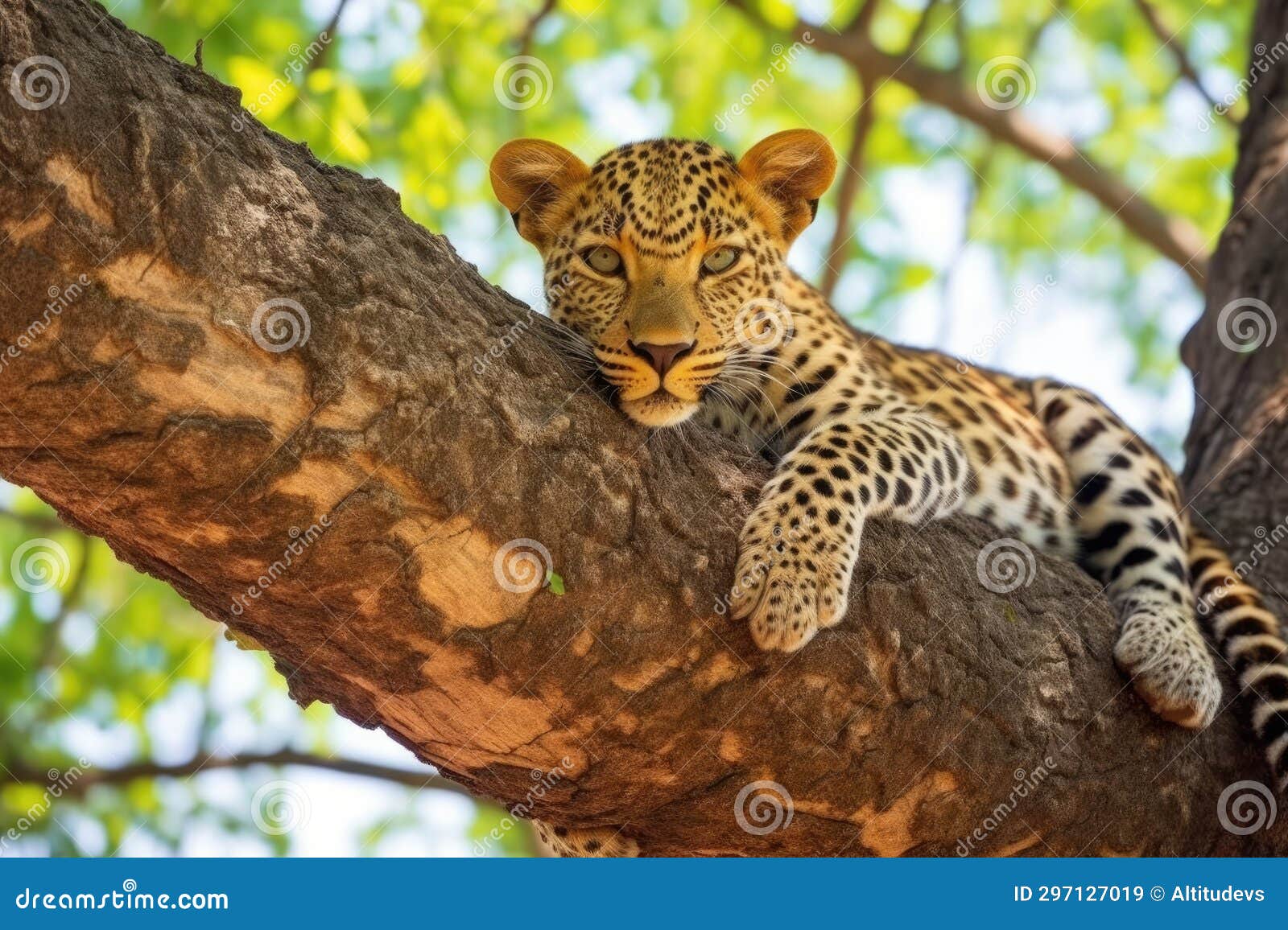 Leopard Lying in Wait on a Tree Branch Stock Image - Image of stance ...