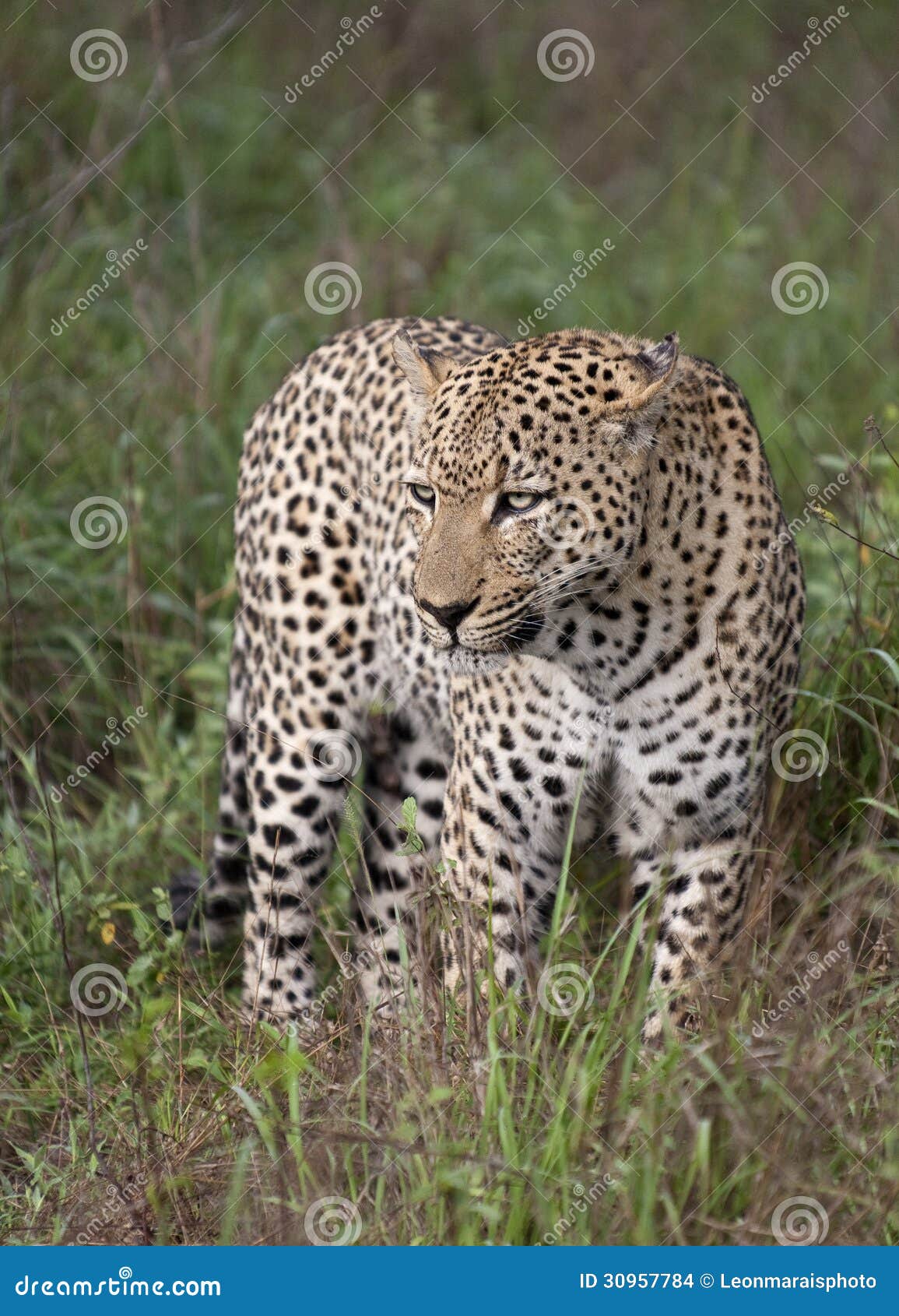 Leopard stock photo. Image of leopard, animals, cats - 30957784
