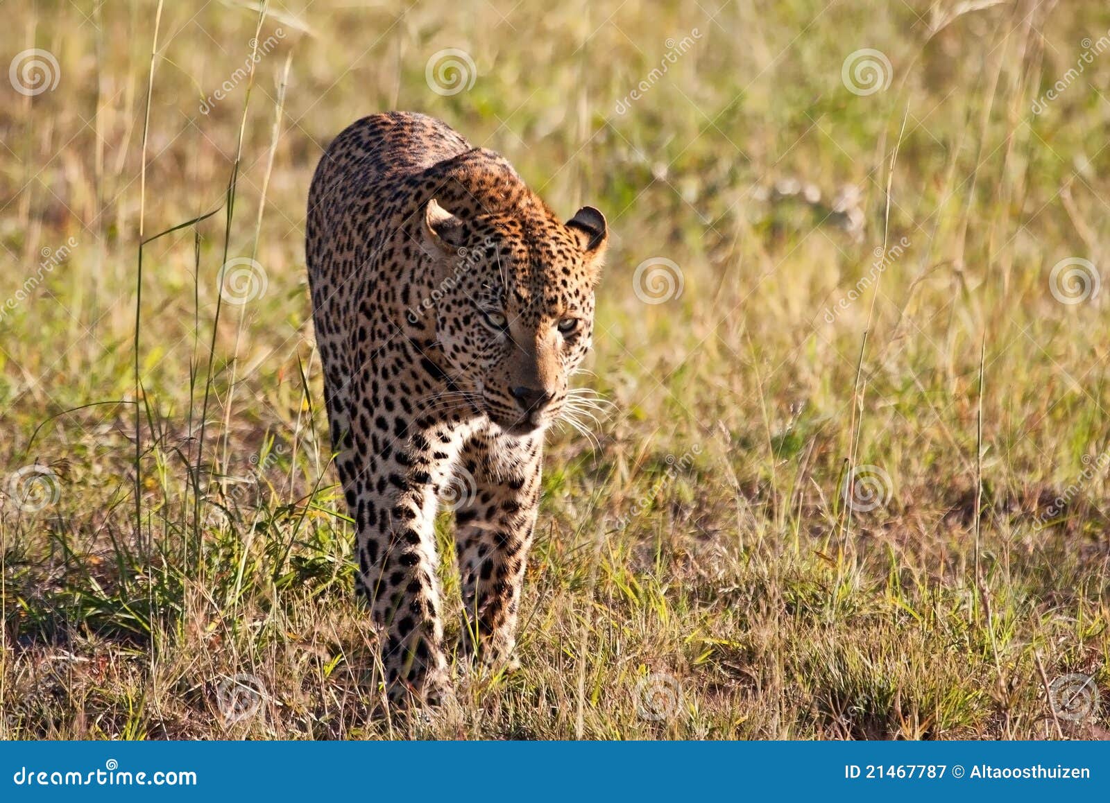 Leopard Male Walking through Grass Field Stock Image - Image of leopard ...