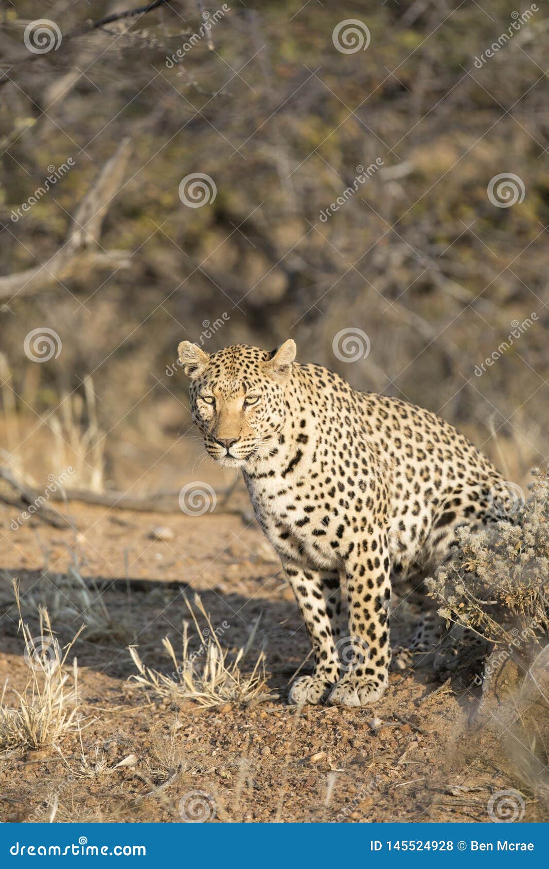A Leopard Marking Its Territory Stock Photo - Image of hunting ...