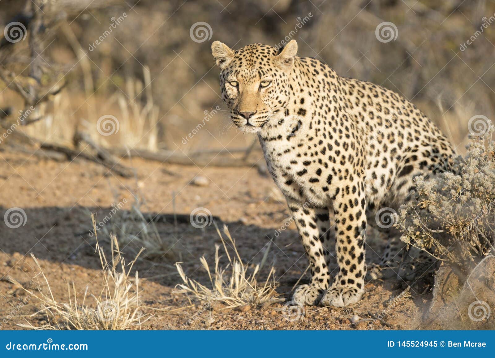 A Leopard Marking Its Territory Stock Image - Image of safari, spotted ...