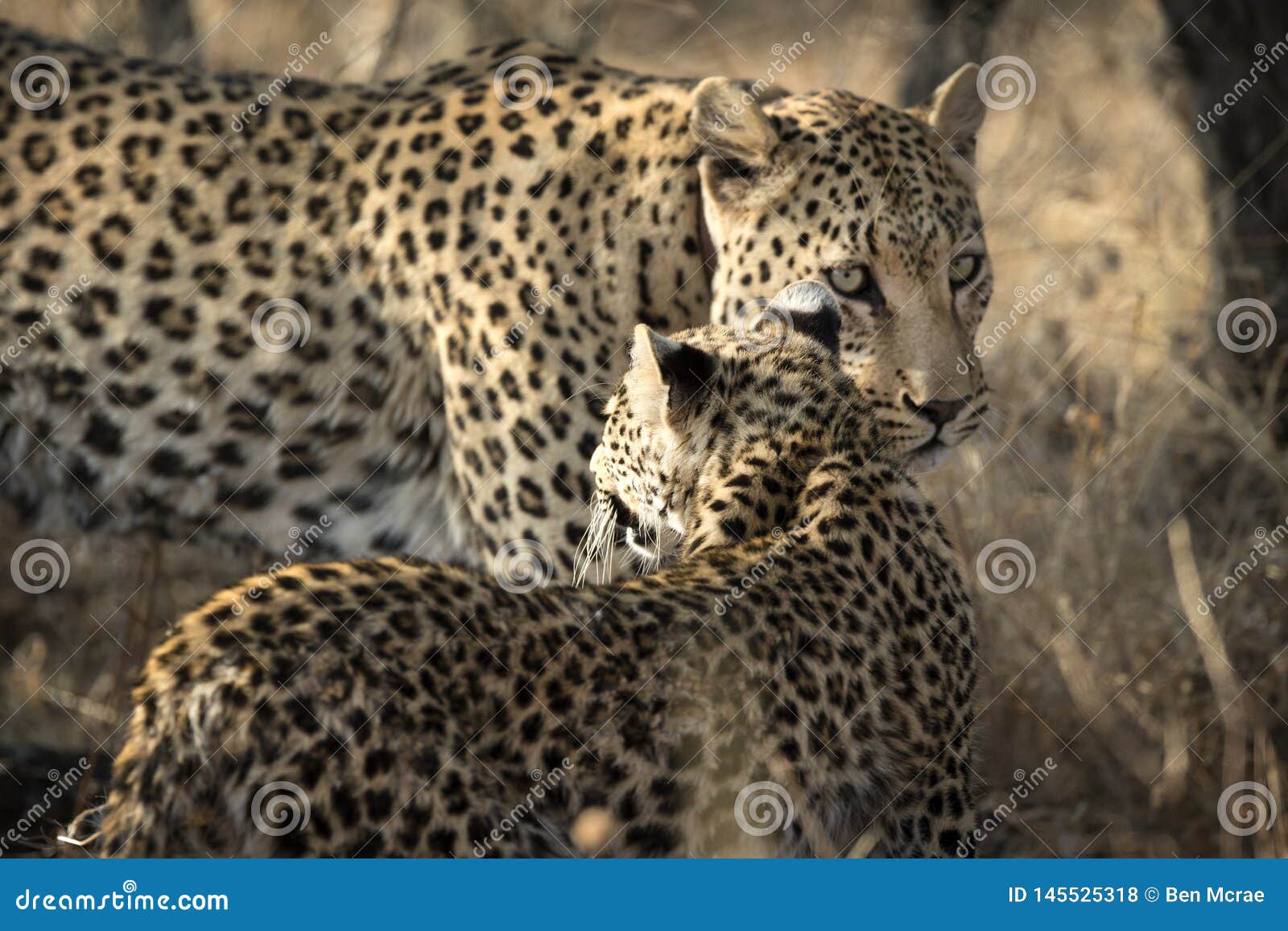 A Leopard Marking Its Territory Stock Photo - Image of richtersveld ...