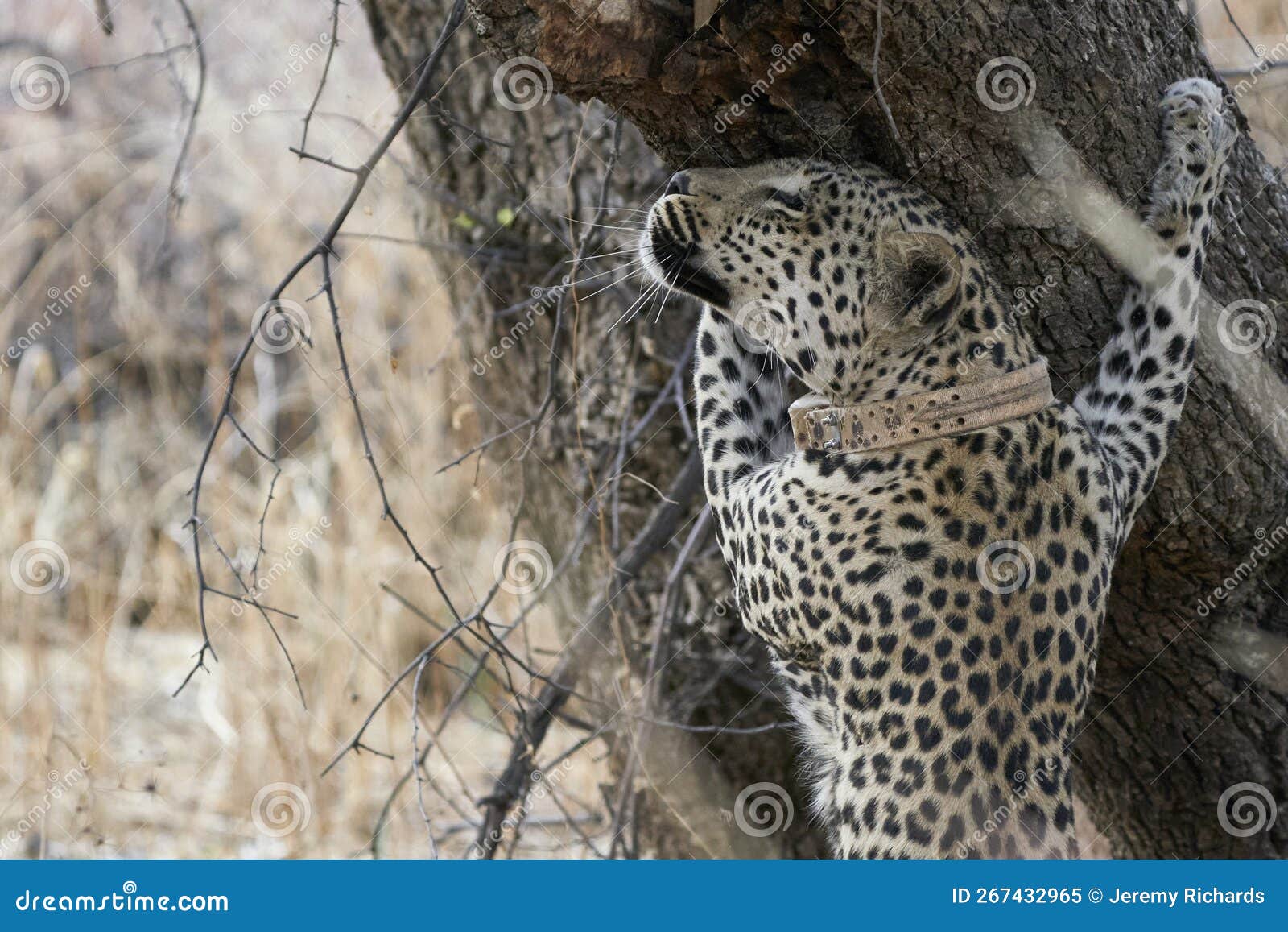 Leopard Marking Its Territory in Namibia Stock Image - Image of reserve ...
