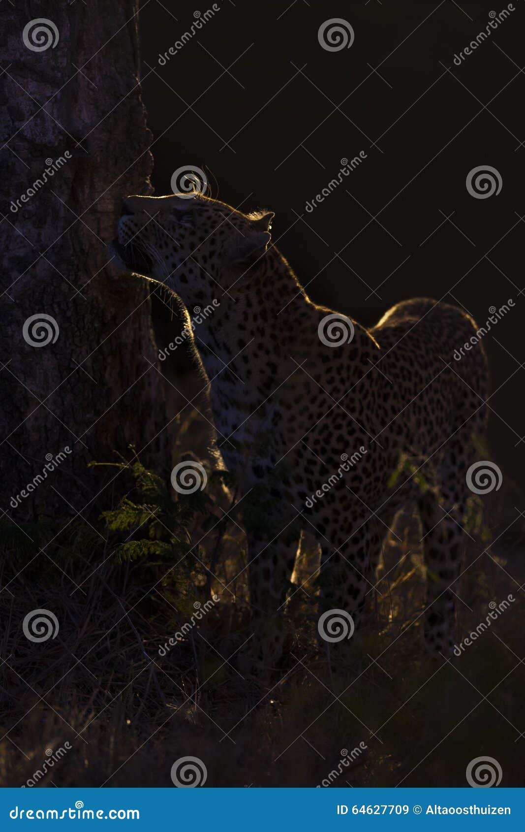Leopard Marks His Territory on a Tree in Darkness Stock Image - Image ...