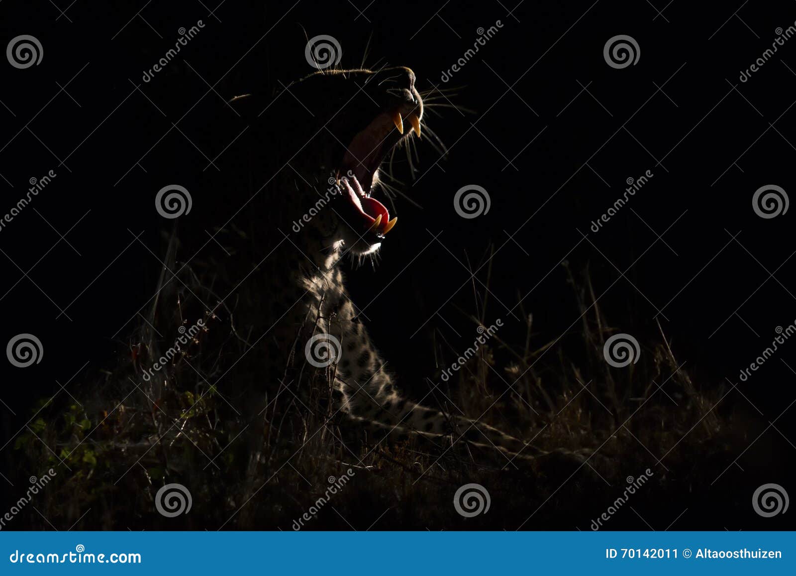 Leopard Marks His Territory on a Tree in Darkness Stock Image - Image ...