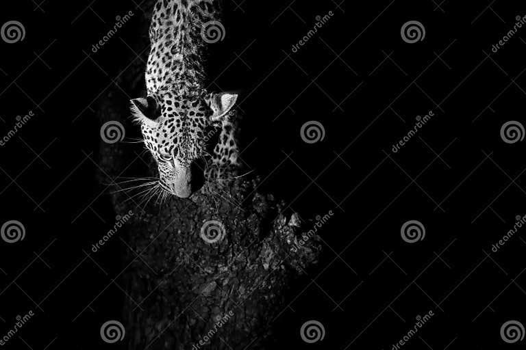 Leopard Marks His Territory on a Tree in Darkness Artistic Conve Stock ...