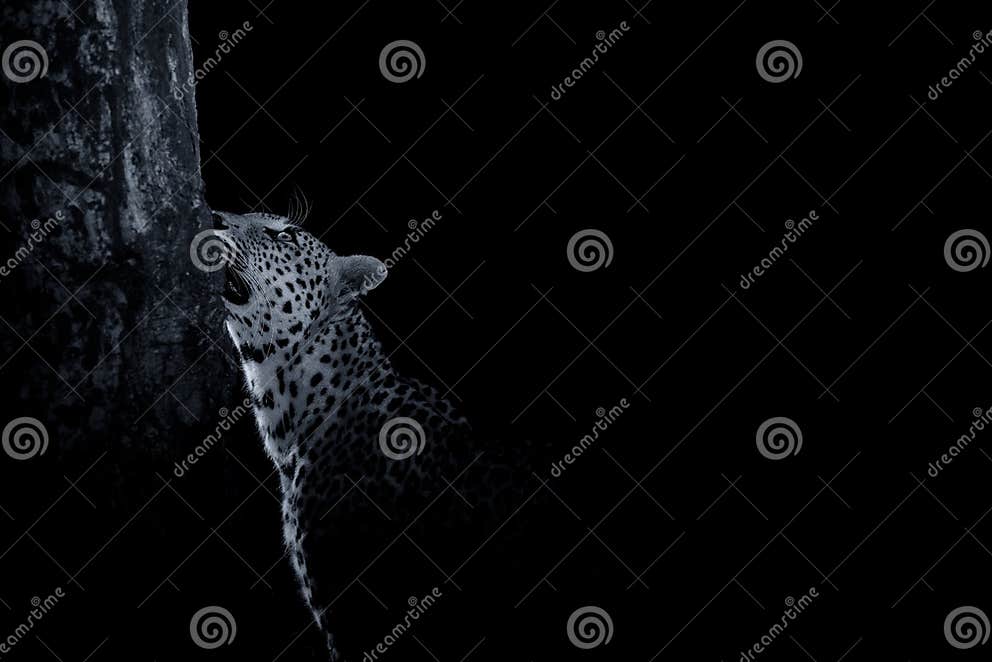 Leopard Marks His Territory on a Tree in Darkness Artistic Conve Stock ...