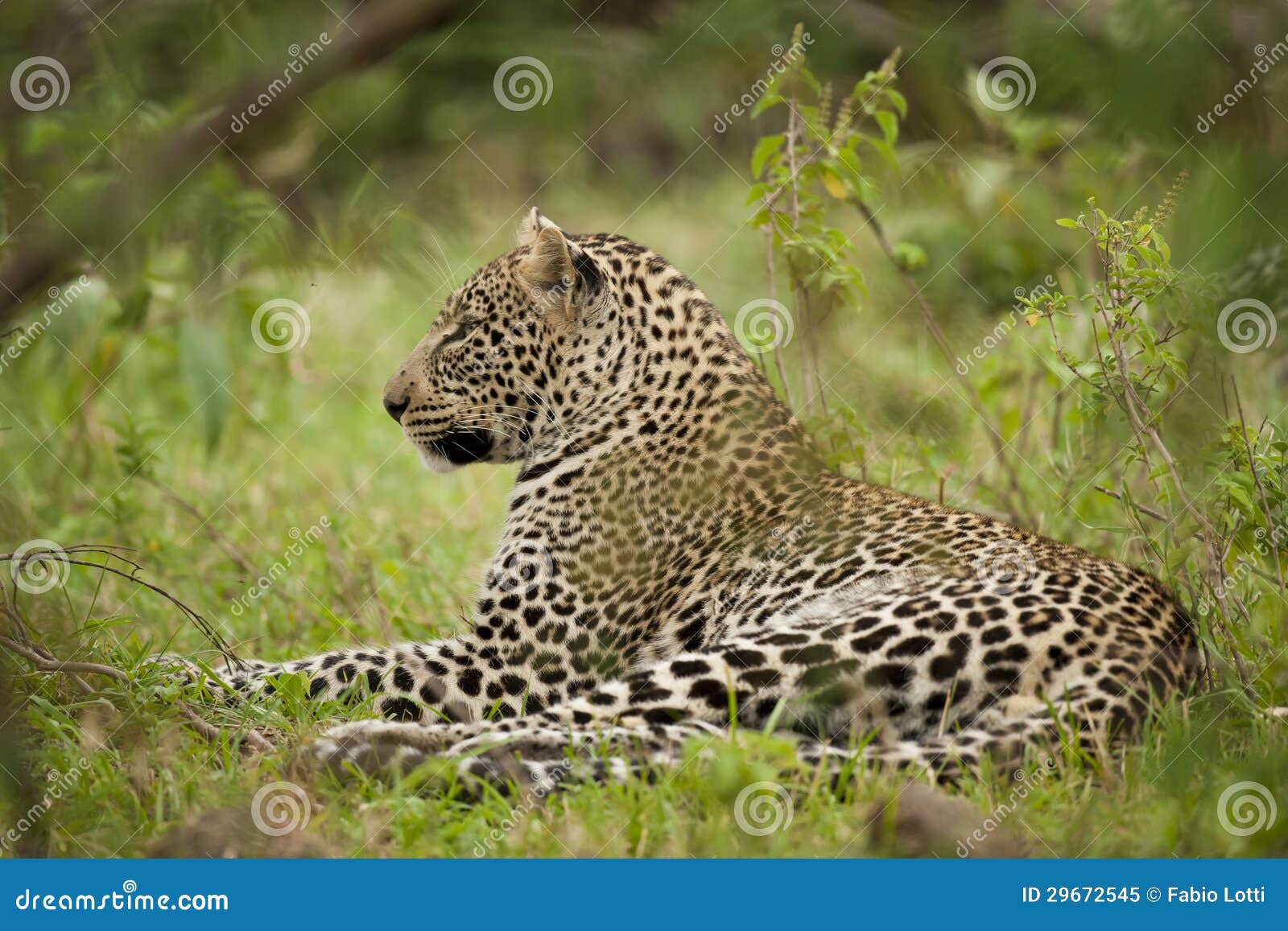 Leopard in Masai Mara stock image. Image of carnivore - 29672545