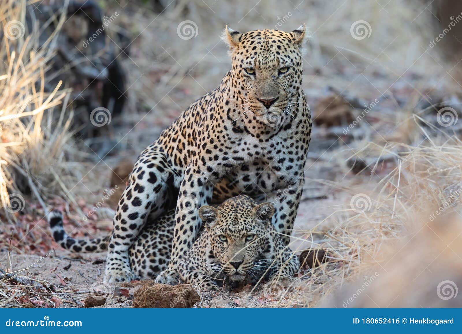 Leopard Mating Couple In Sabi Sands Game Reserve Stock Image