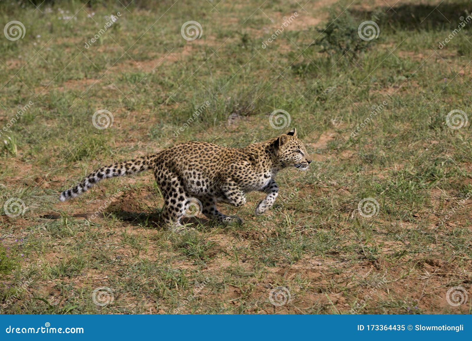 PANTHERE LEOPARD Panthera Pardus Stock Image - Image of leopard ...