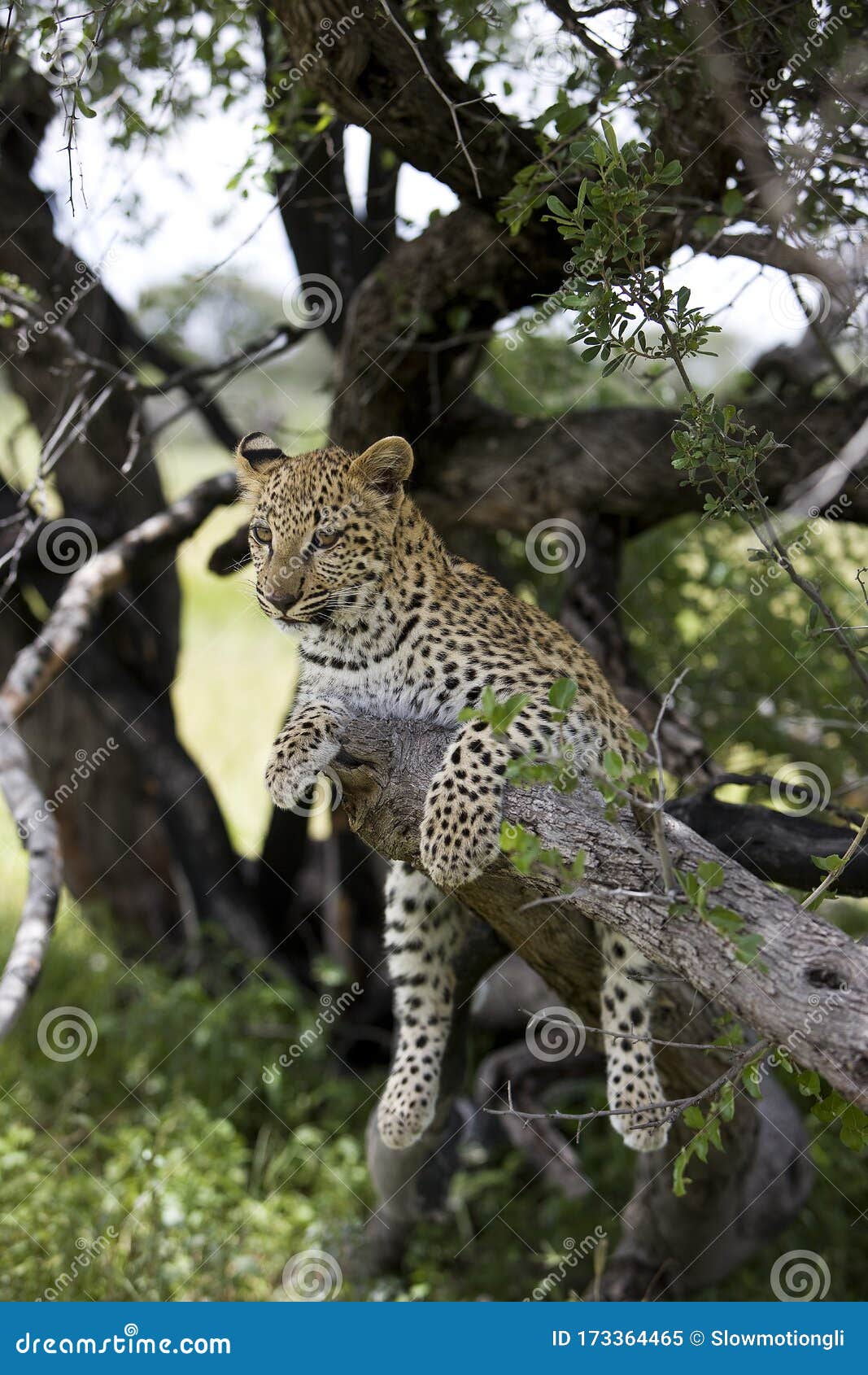 PANTHERE LEOPARD Panthera Pardus Stock Image - Image of animal, mammal ...