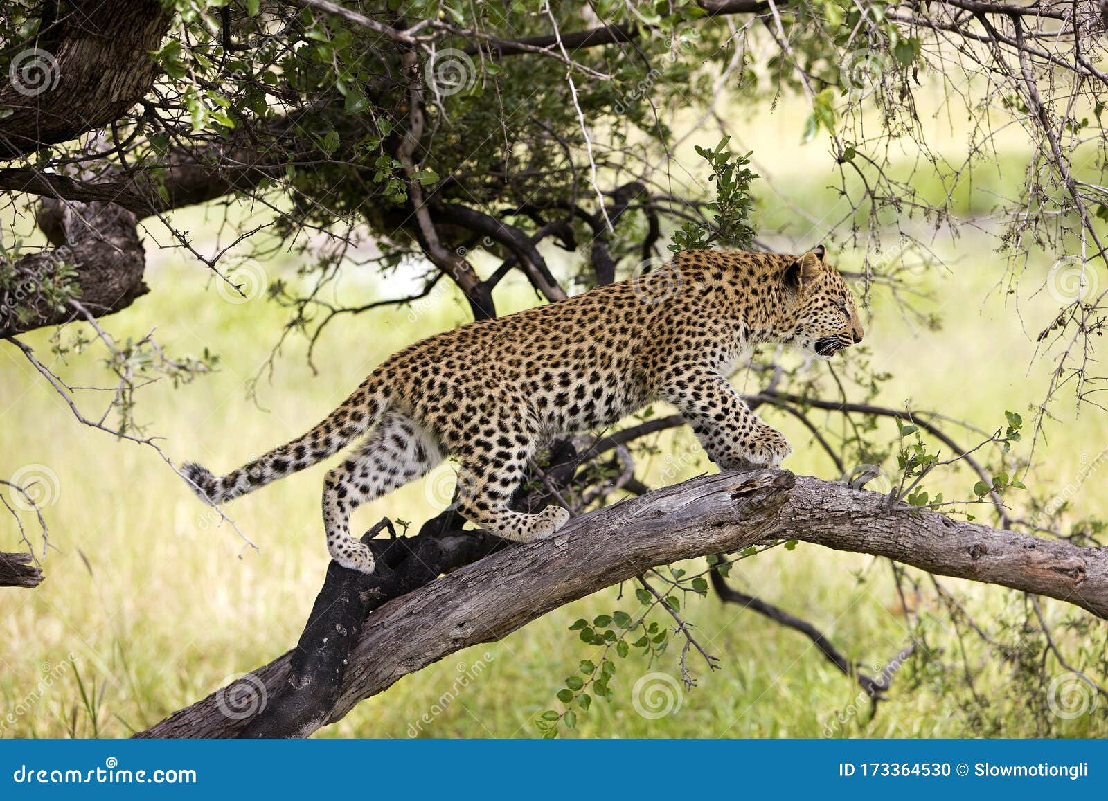 PANTHERE LEOPARD Panthera Pardus Stock Photo - Image of outdoor ...