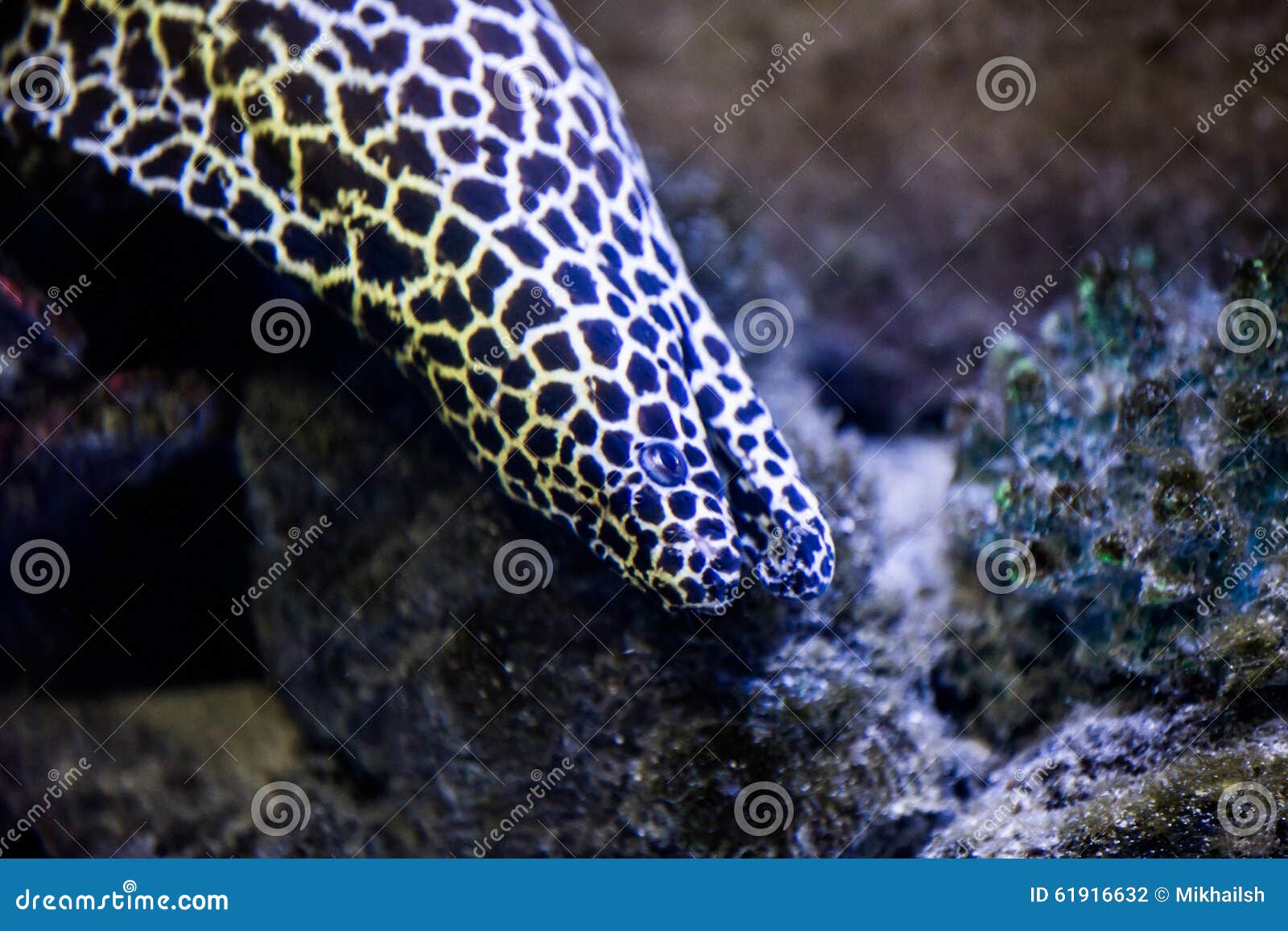 Leopard Moray Eel Fish Stock Photography | CartoonDealer.com #115036988