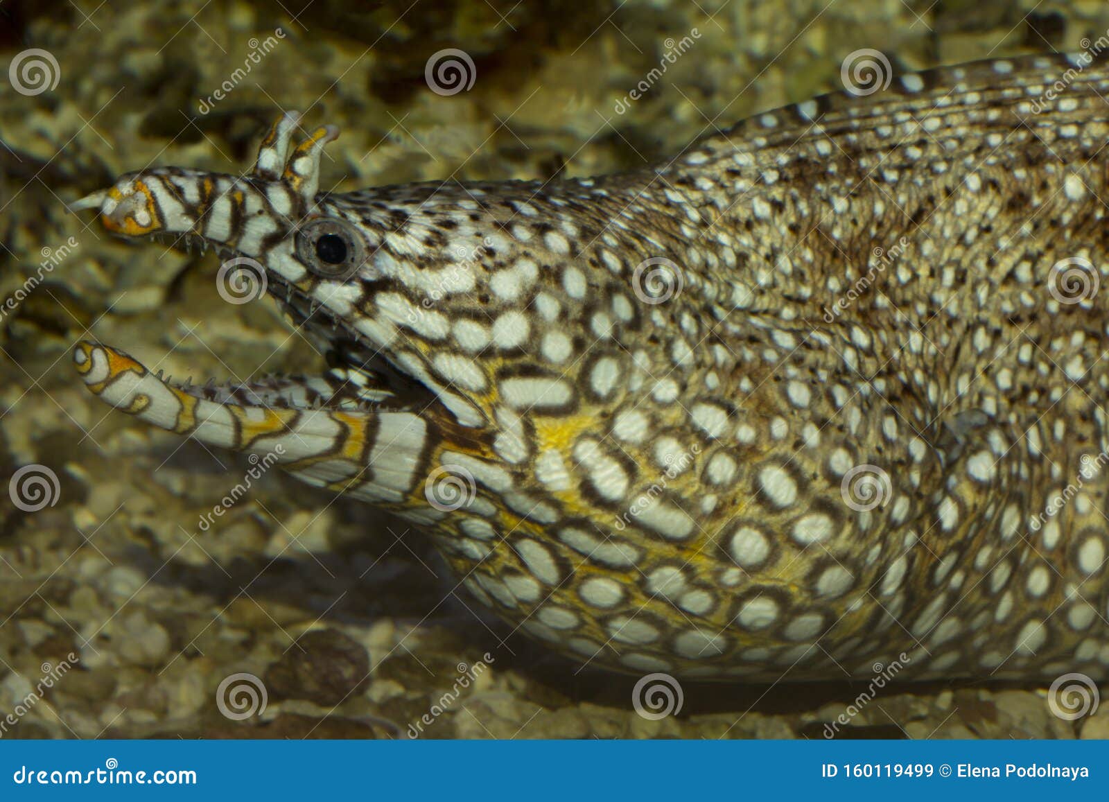 Leopard Moray Eel Fish Stock Photography | CartoonDealer.com #115036988