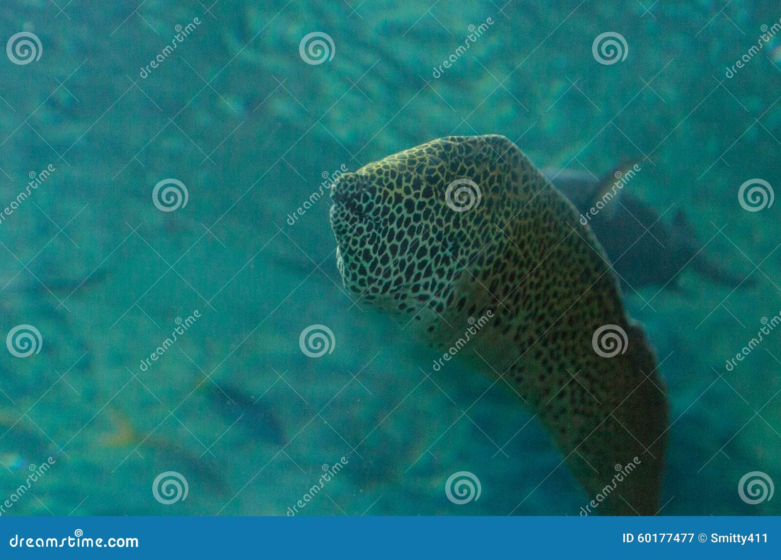 Leopard Moray Eel, Enchelycore Pardalis Stock Image - Image of honey ...