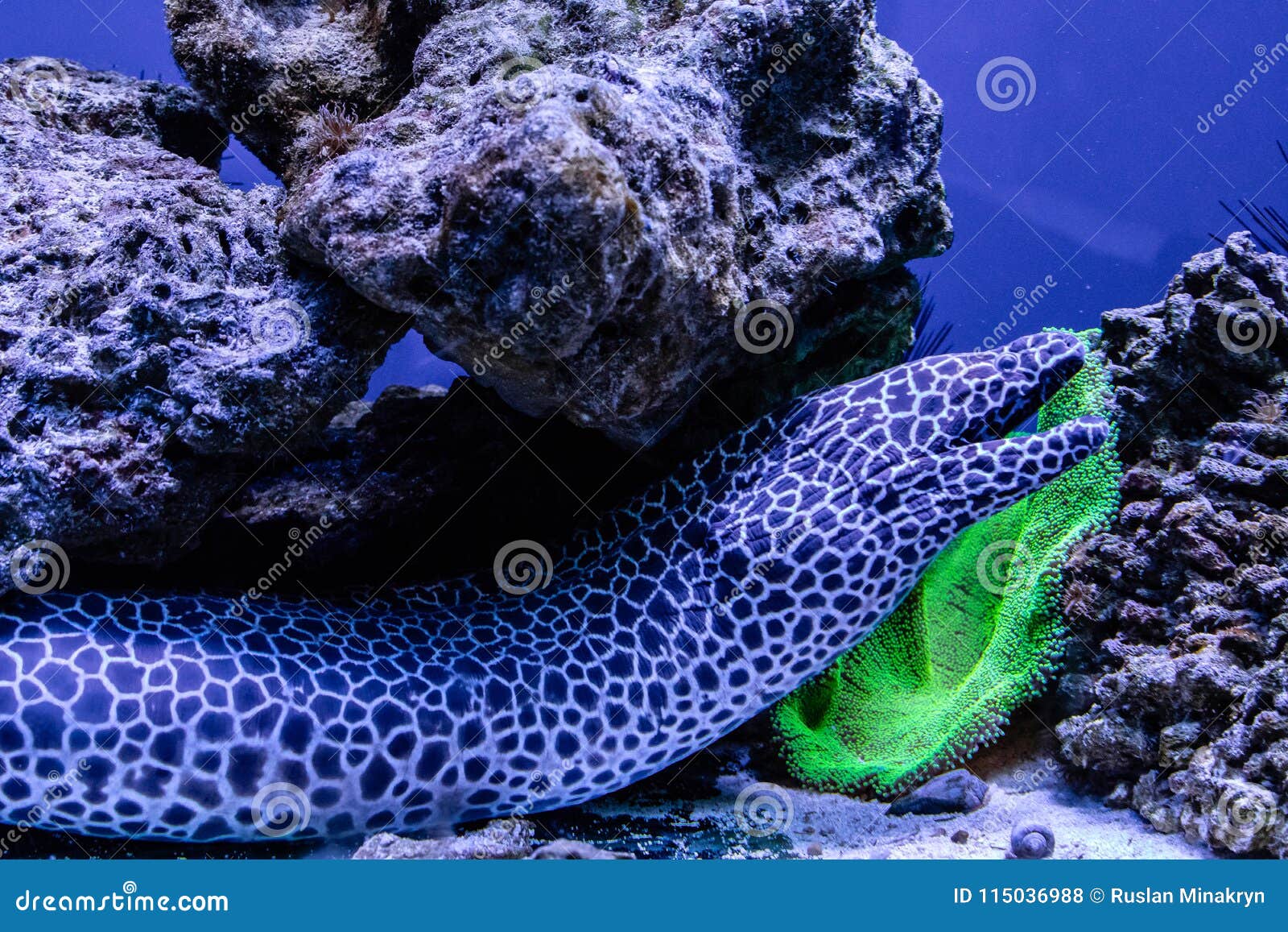 Leopard moray eel fish stock photo. Image of animal - 115036988