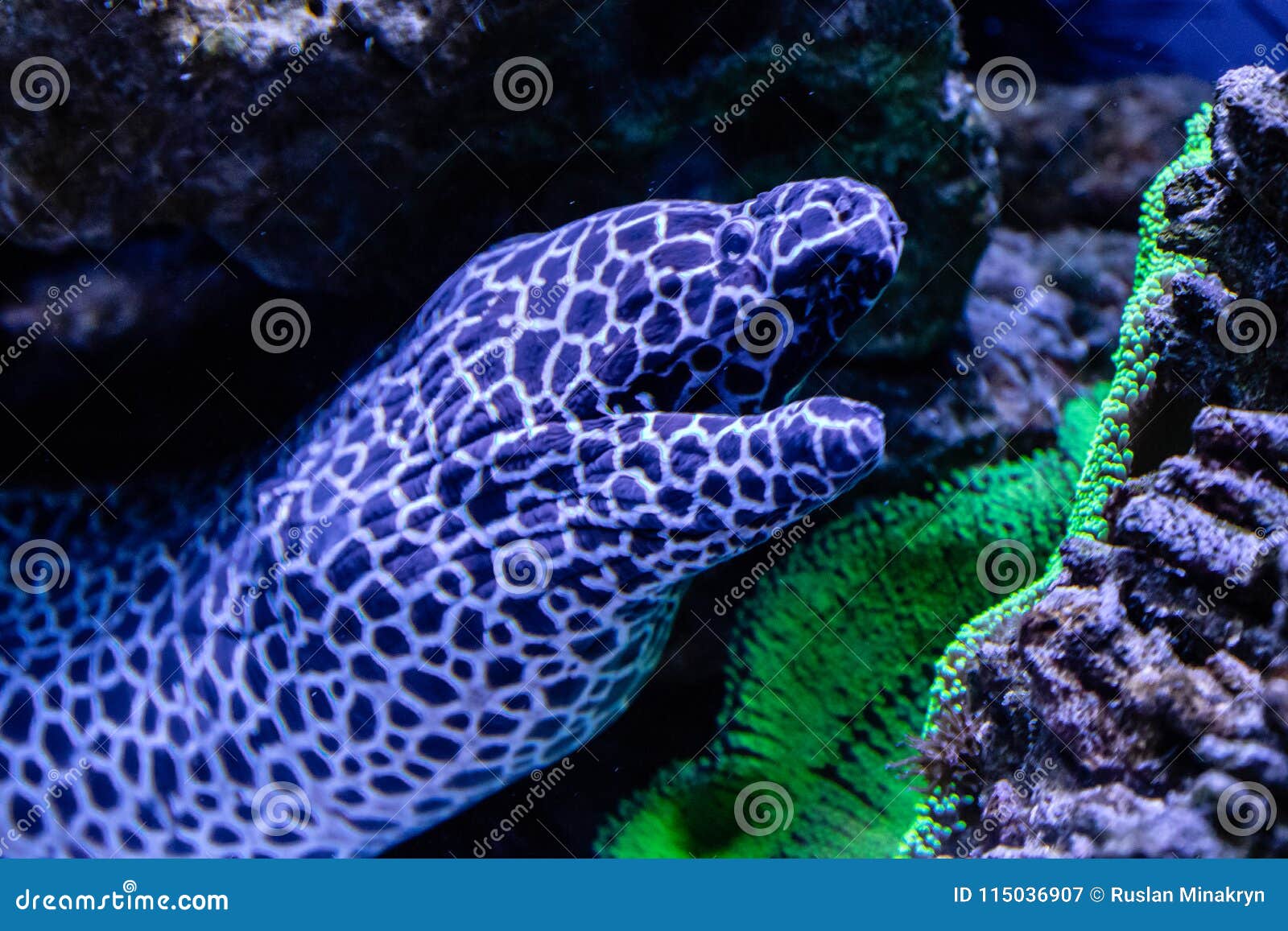 Leopard Moray Eel Fish Stock Photography | CartoonDealer.com #115036988