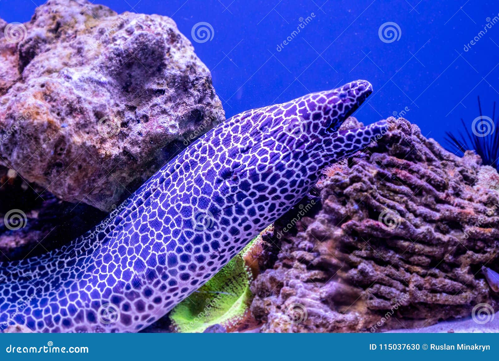 Leopard Moray Eel Fish Stock Photography | CartoonDealer.com #115036988