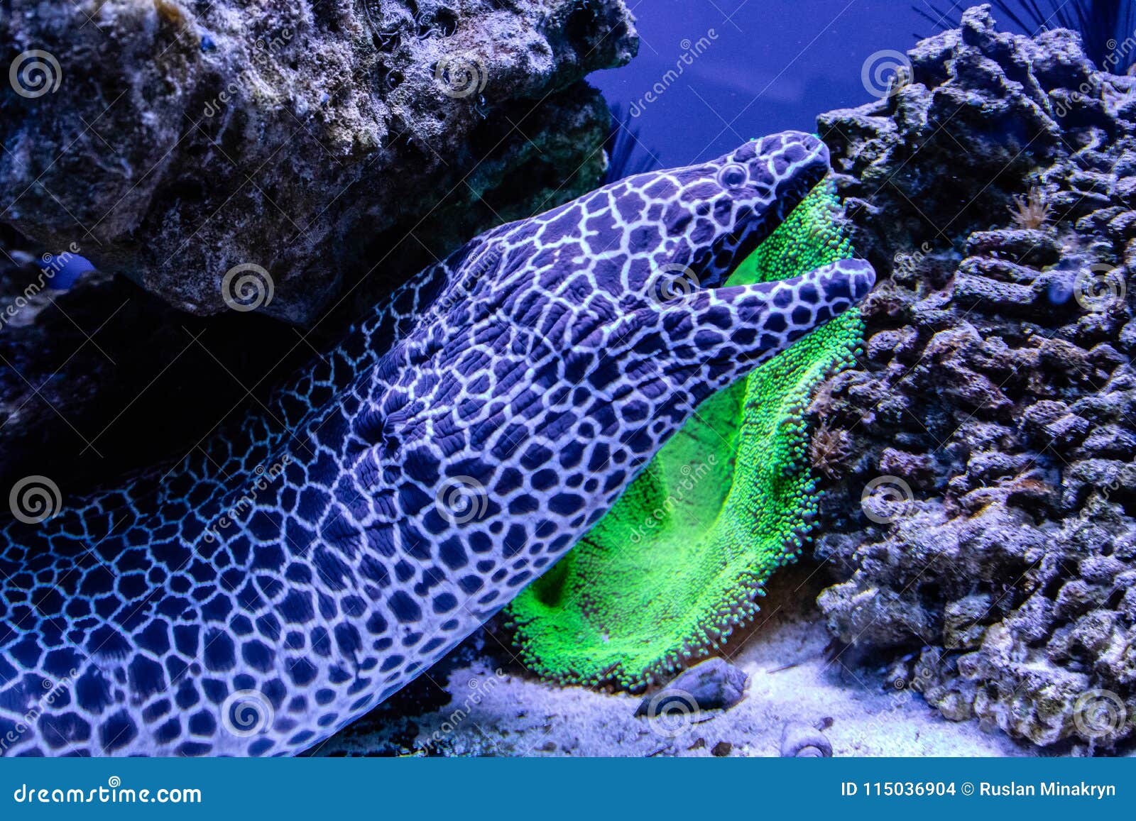 Leopard Moray Eel Fish Stock Photography | CartoonDealer.com #115036988