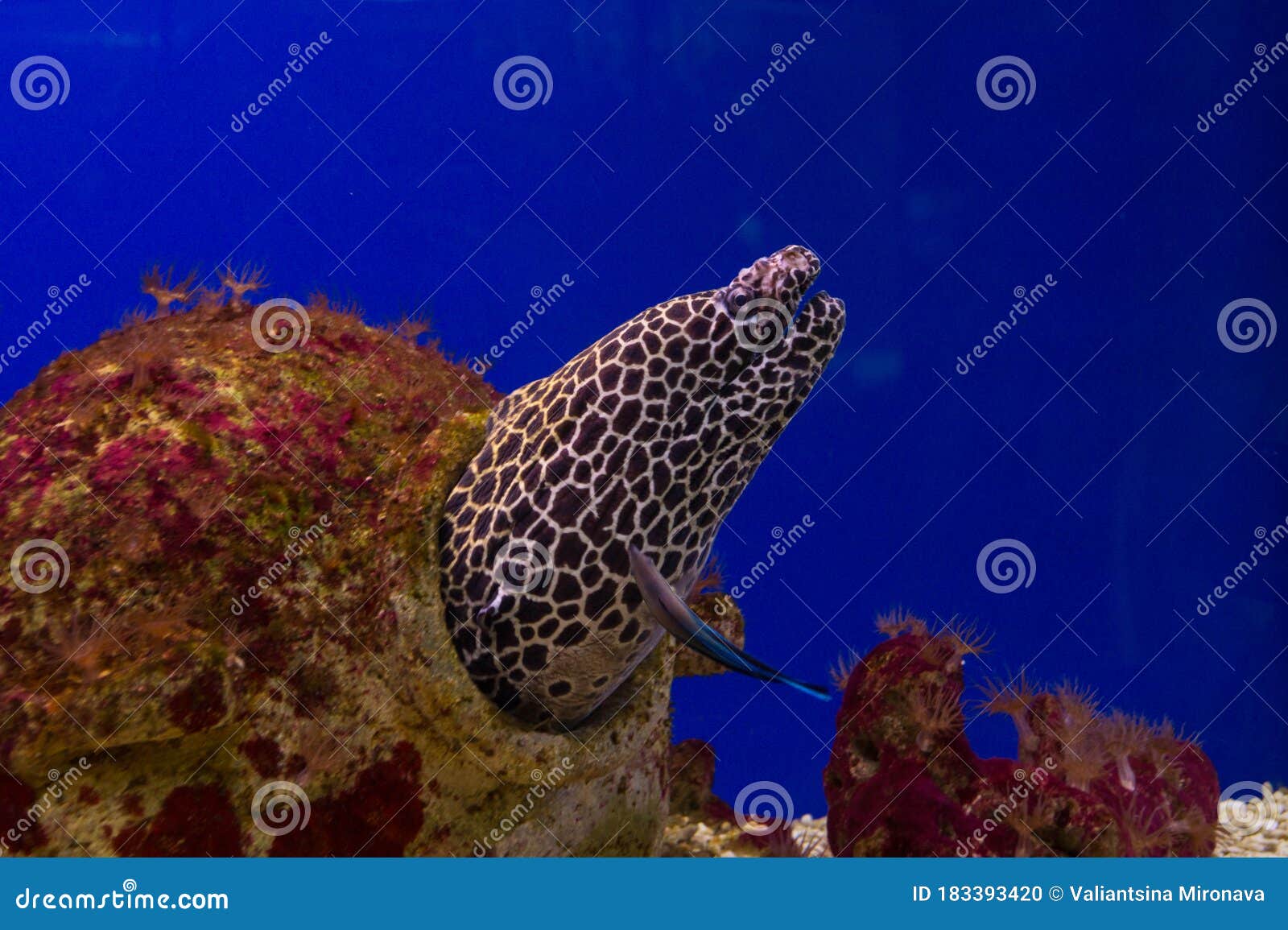 Leopard moray eel fish stock photo. Image of moray, leopard - 183393420