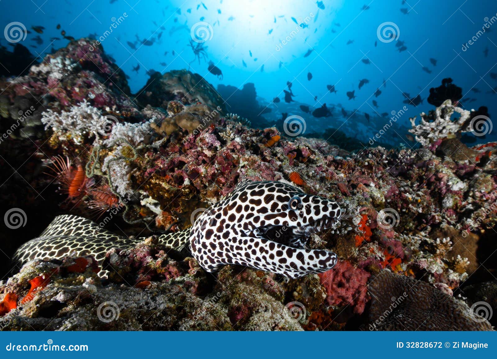 Leopard Moray Eel Fish Stock Photography | CartoonDealer.com #115036988
