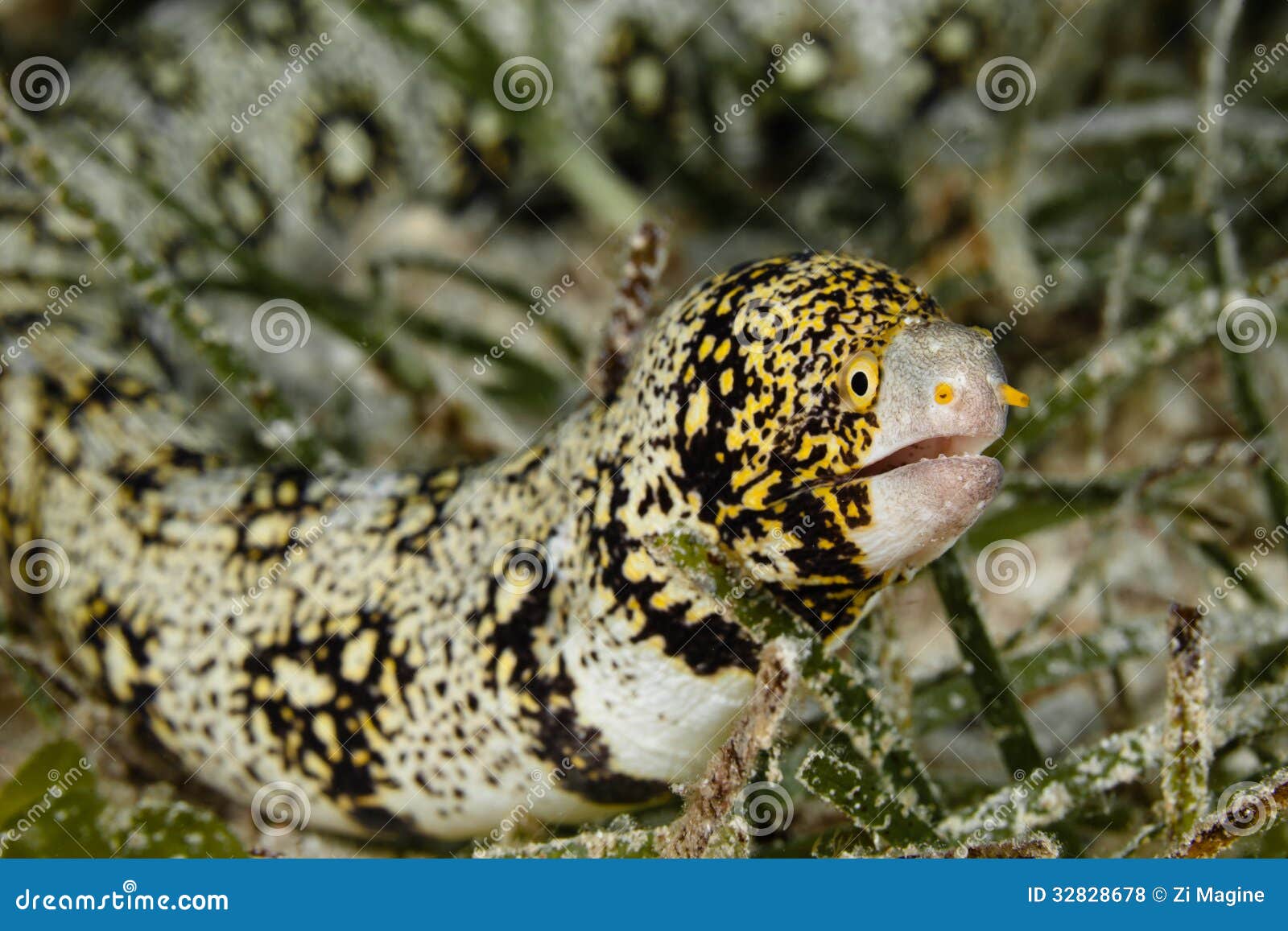 Leopard moray eel stock photo. Image of fish, sealife - 32828678