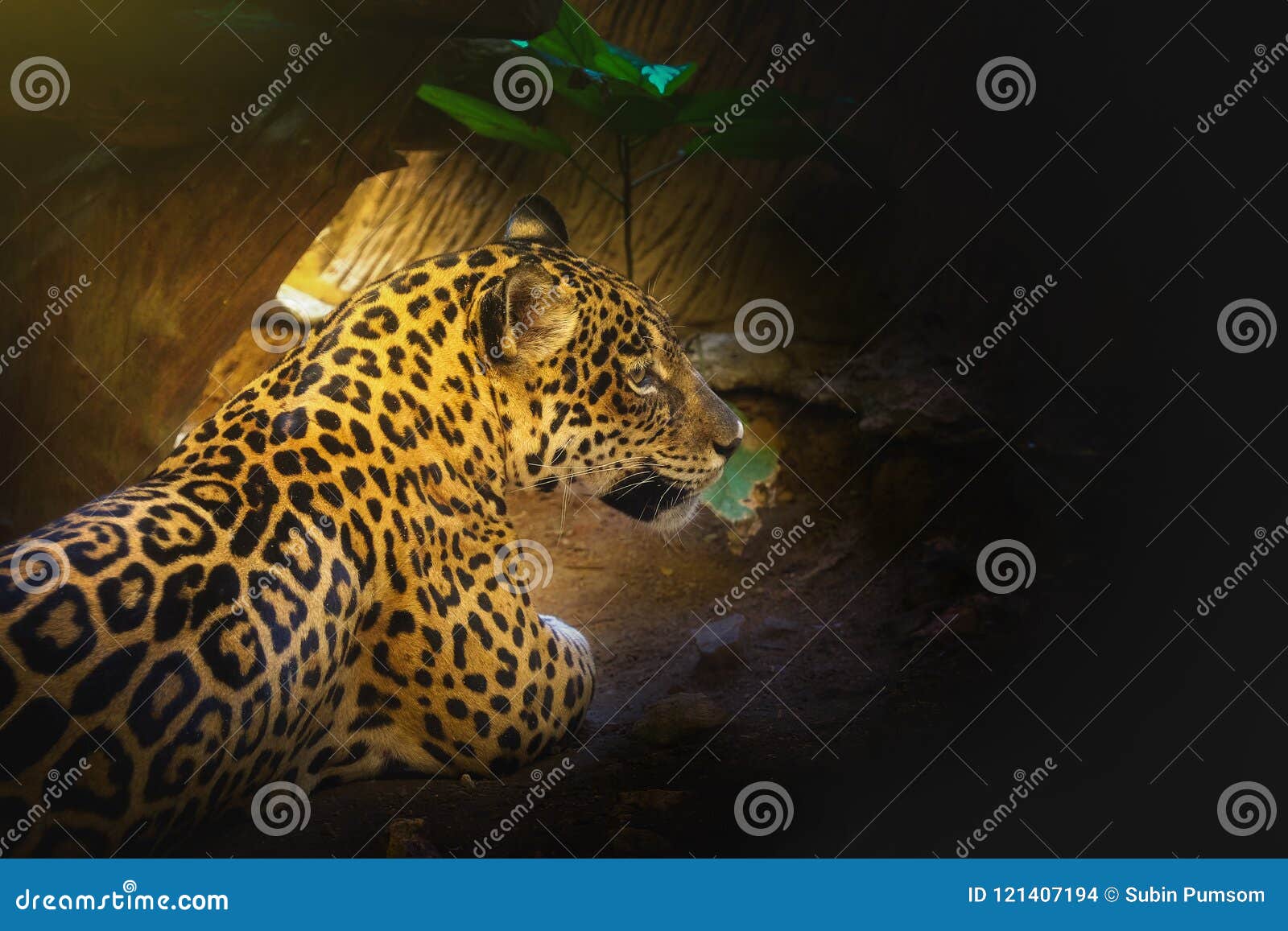 Leopard with Morning Sunset on the Floor Space for Font Stock Photo ...